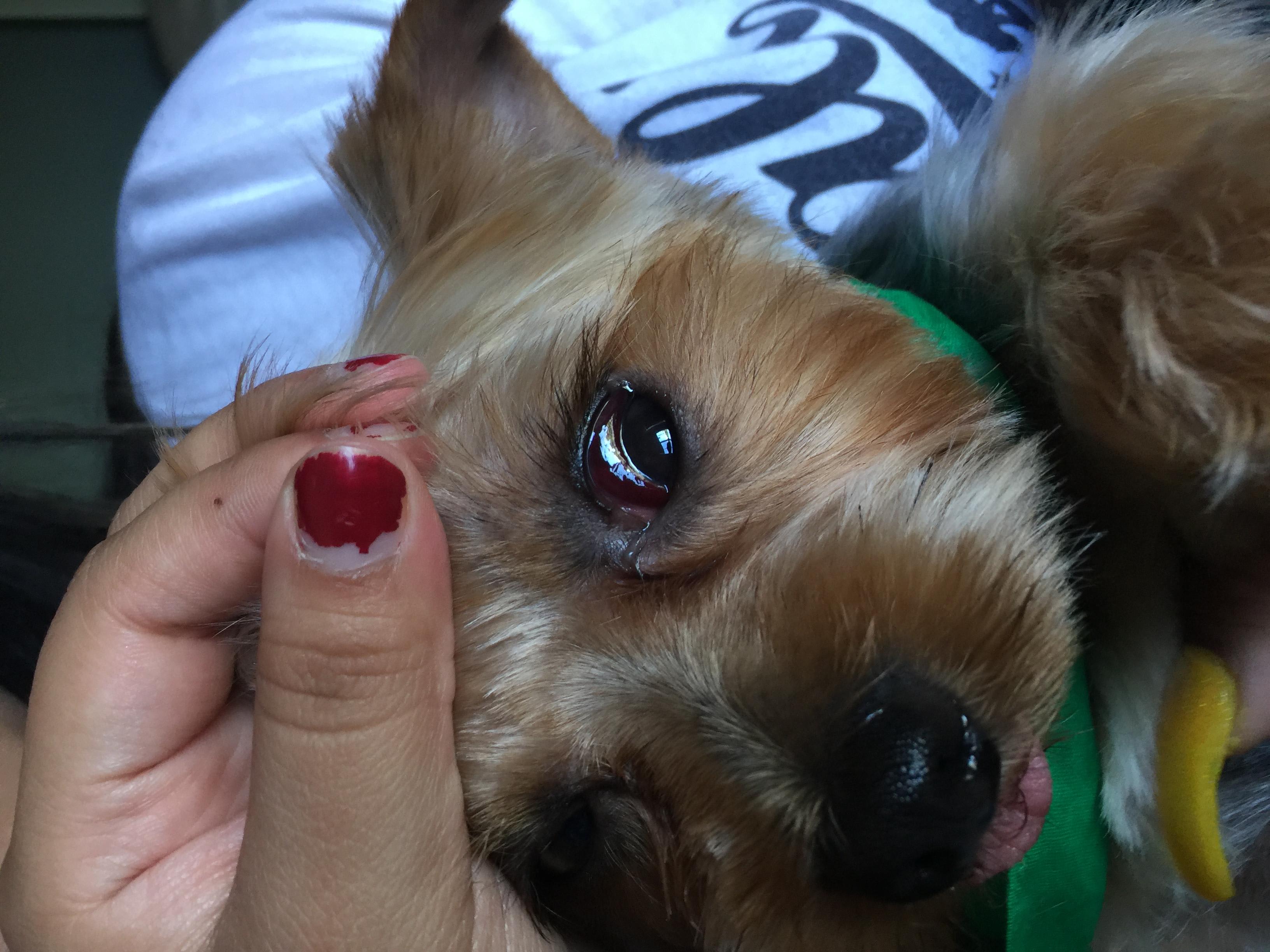 Dog's eye red, swollen, blinking after grooming. Is it serious? | Petco