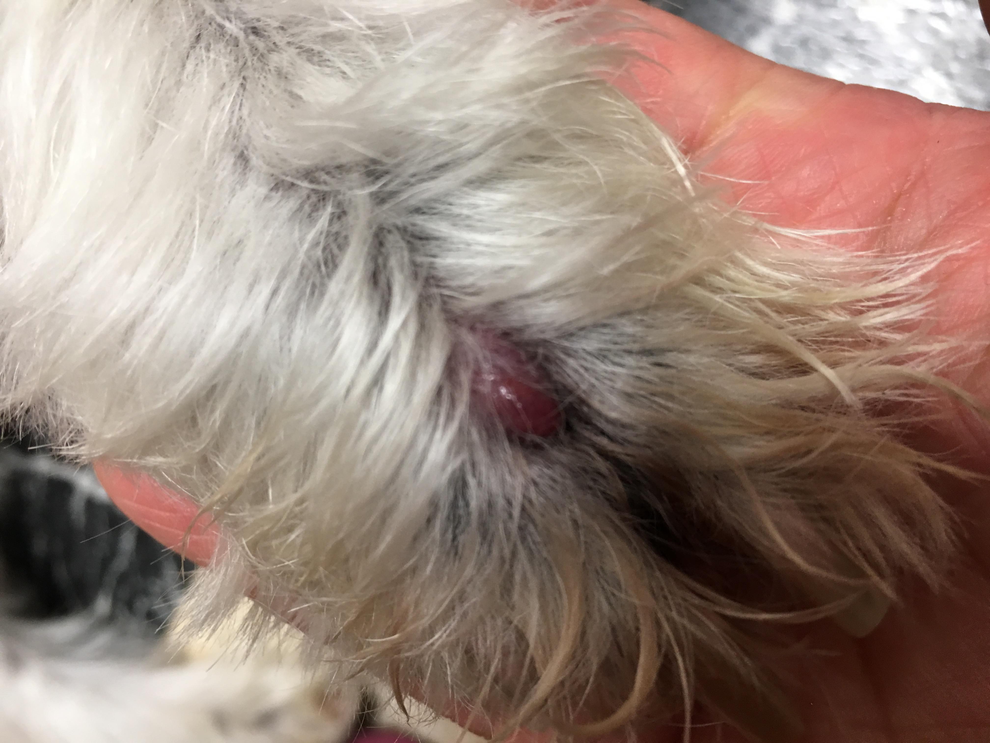 My dog has a soft, bleeding lump on his paw. What is it? | Petco