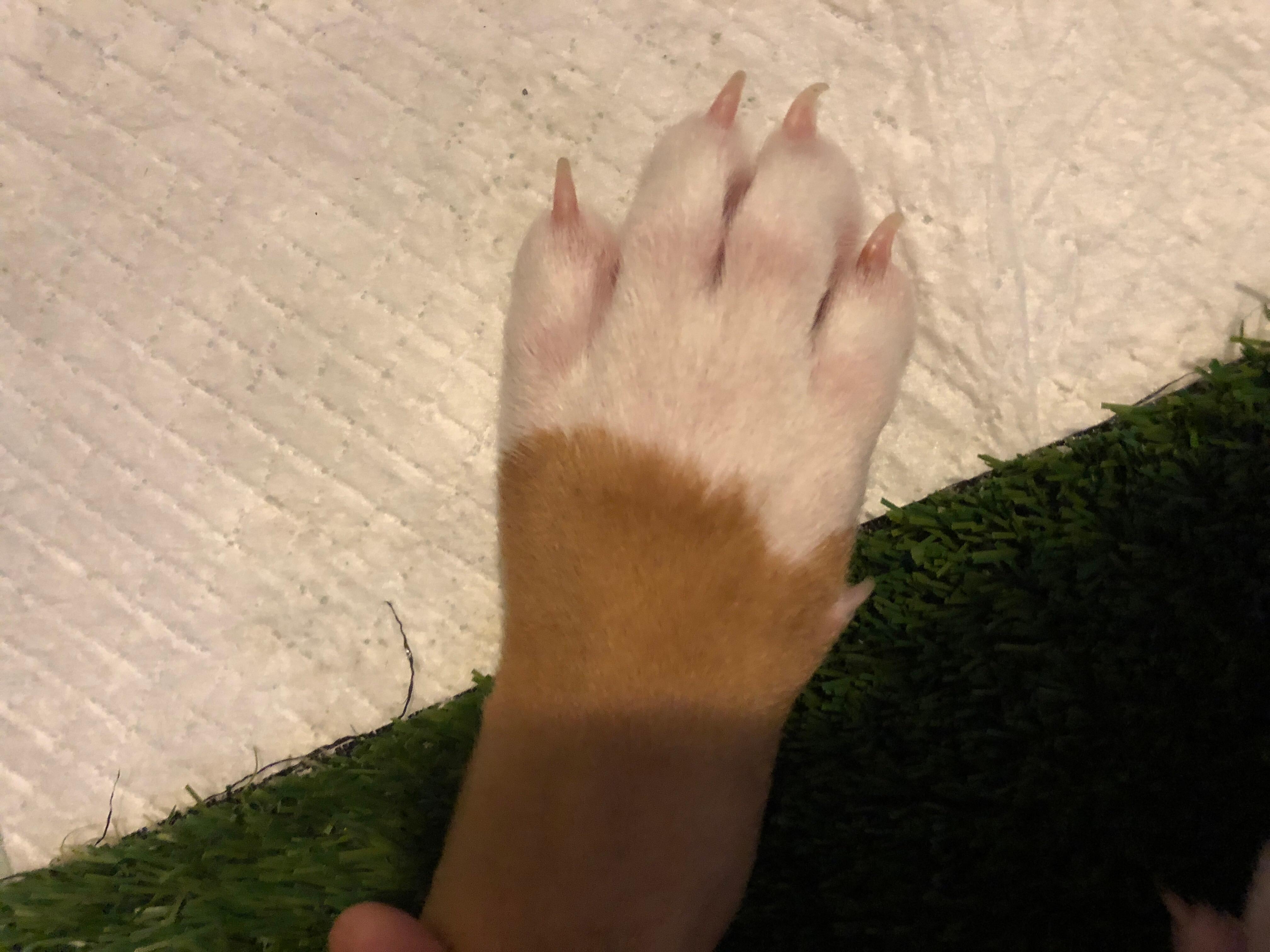 Why Does My Puppy's Leg Tremble When Sitting or Lying Down? | Petco