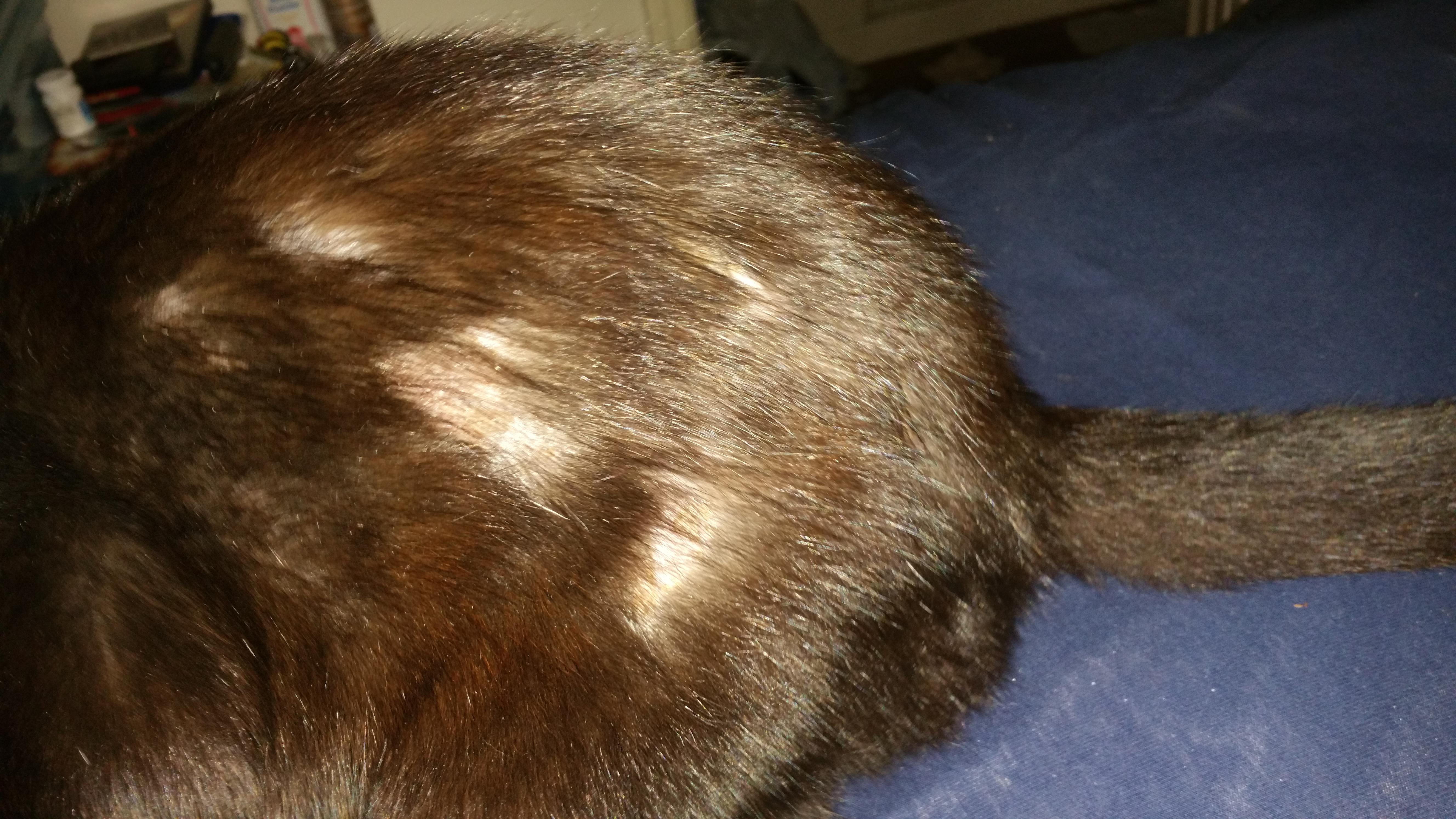 Cat Itching Severely? Raw, Scaly Skin? Find Out What's Wrong | Petco