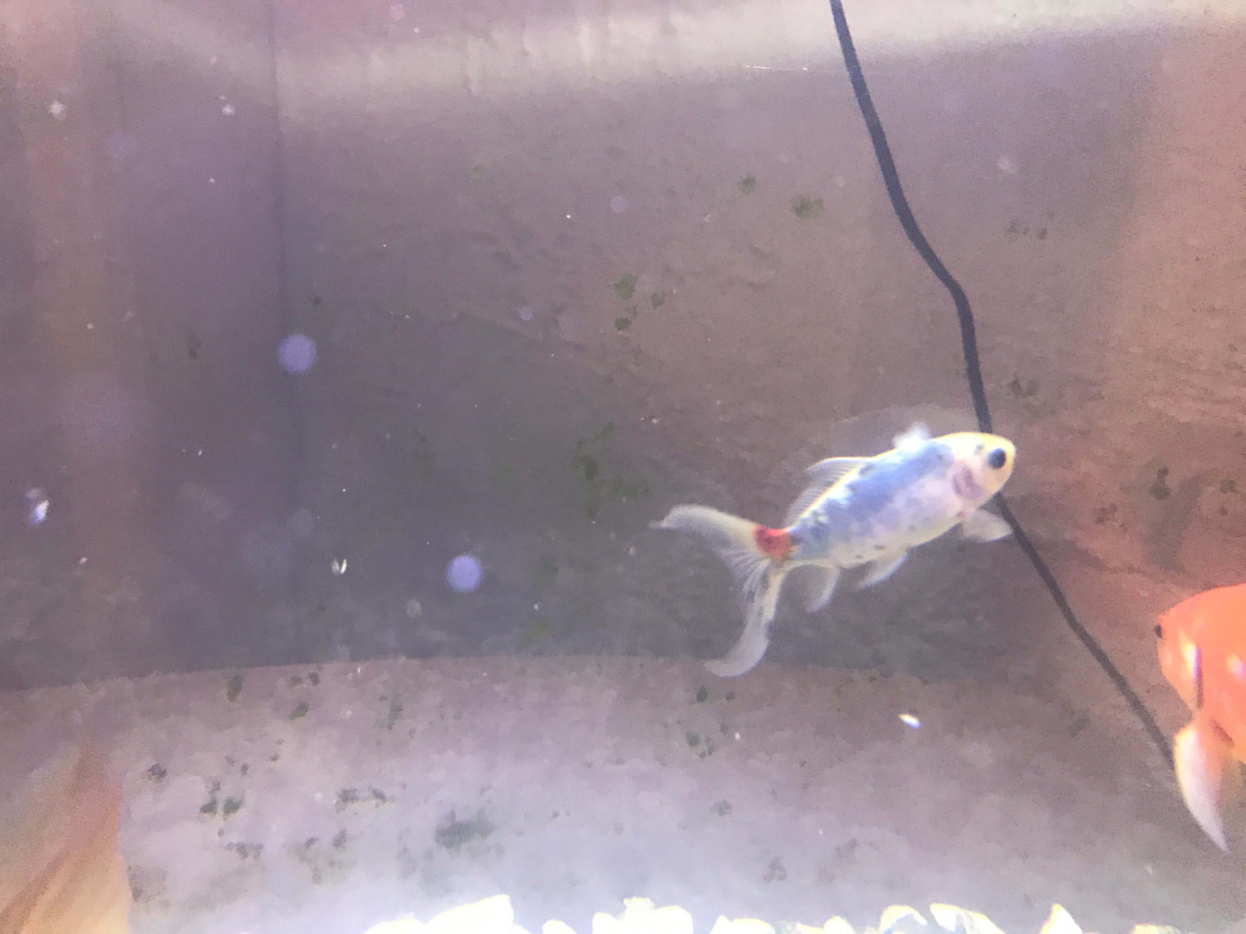 Why is my fish resting at the bottom and can't open its mouth? | Petco
