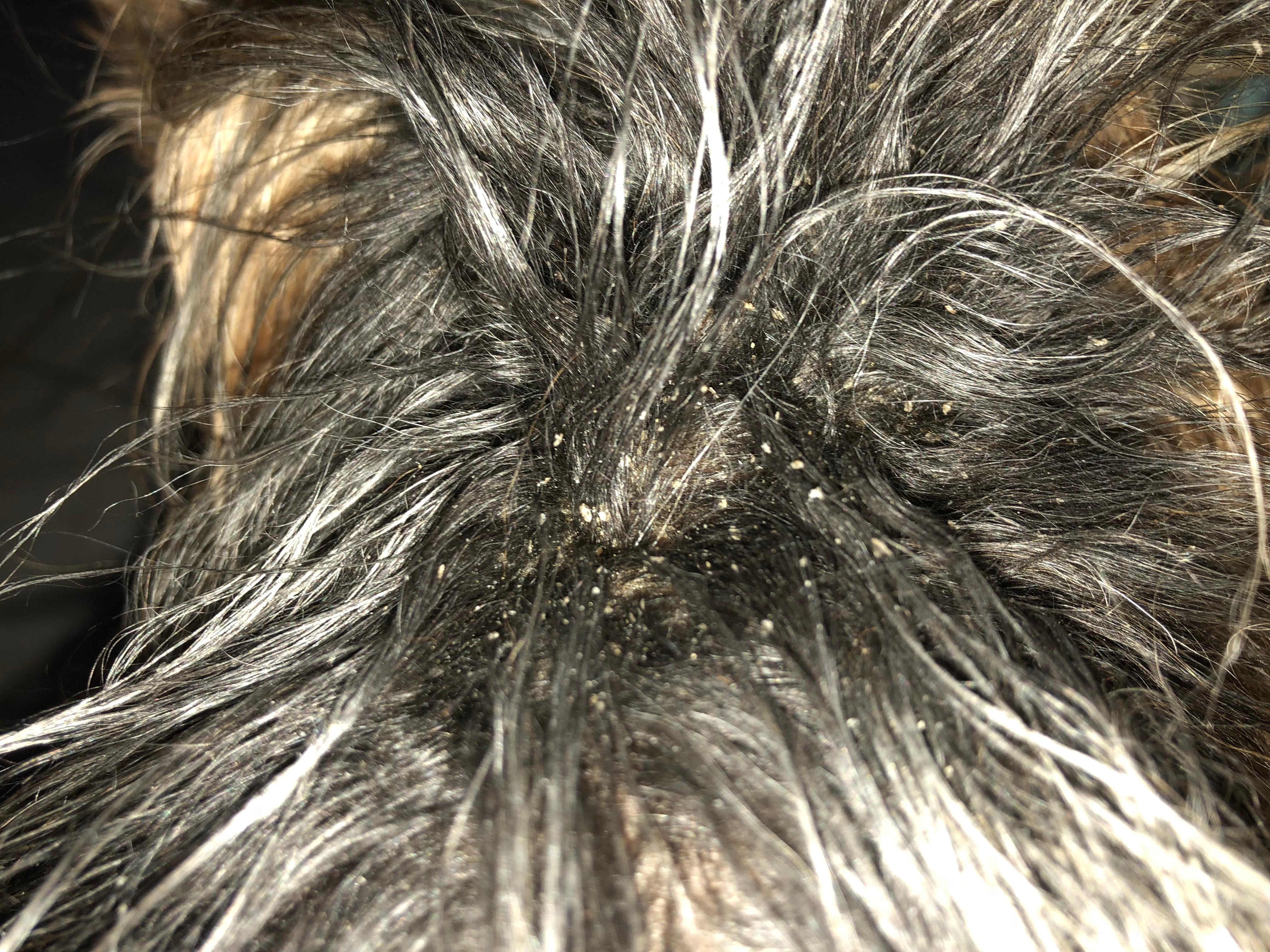 What to Do for Your Yorkie's Extreme Dandruff & Dry Skin? | Petco