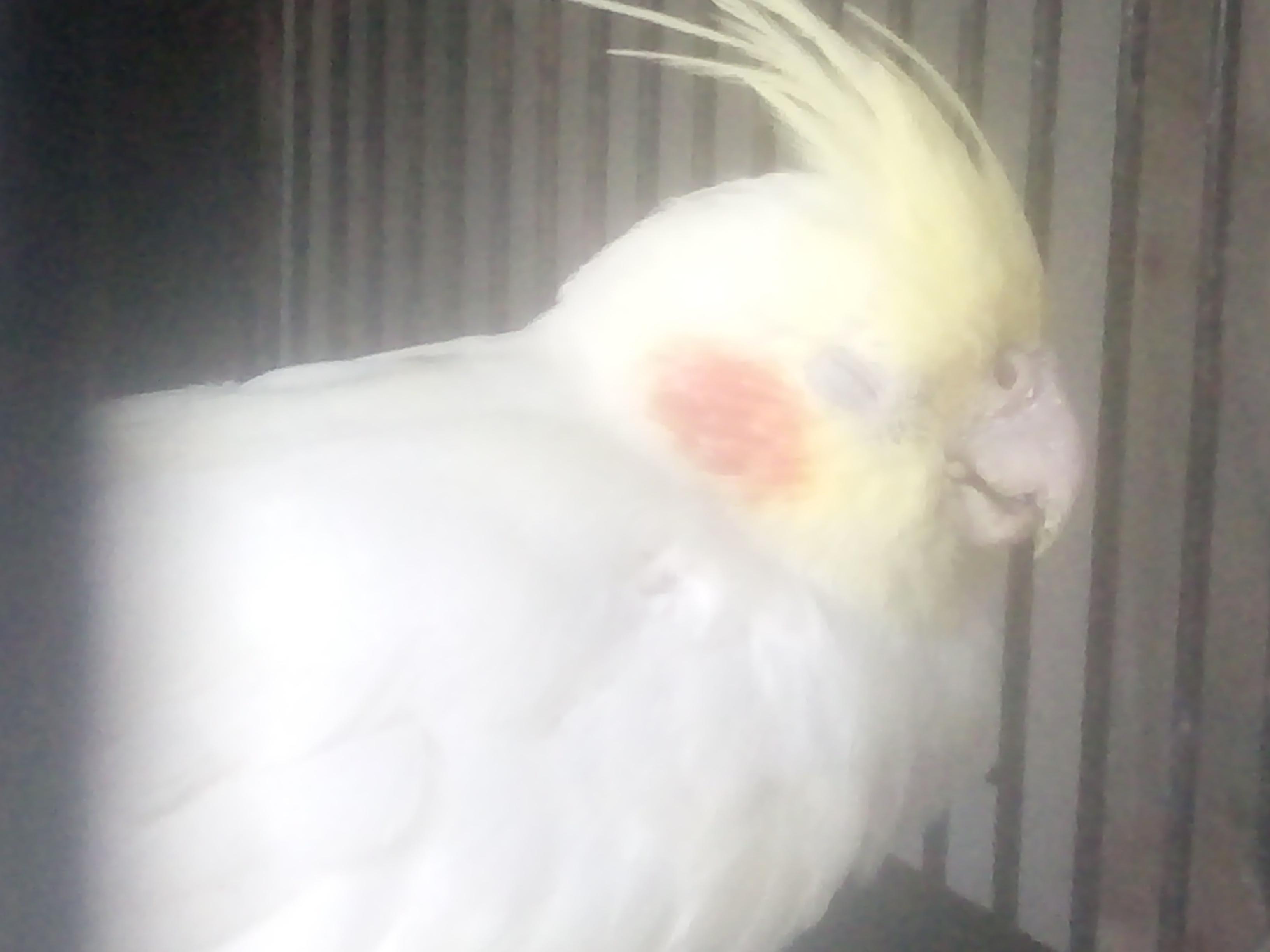 My Cockatiel Isn't Opening Her Eyes: Is She Sick or Injured? | Petco