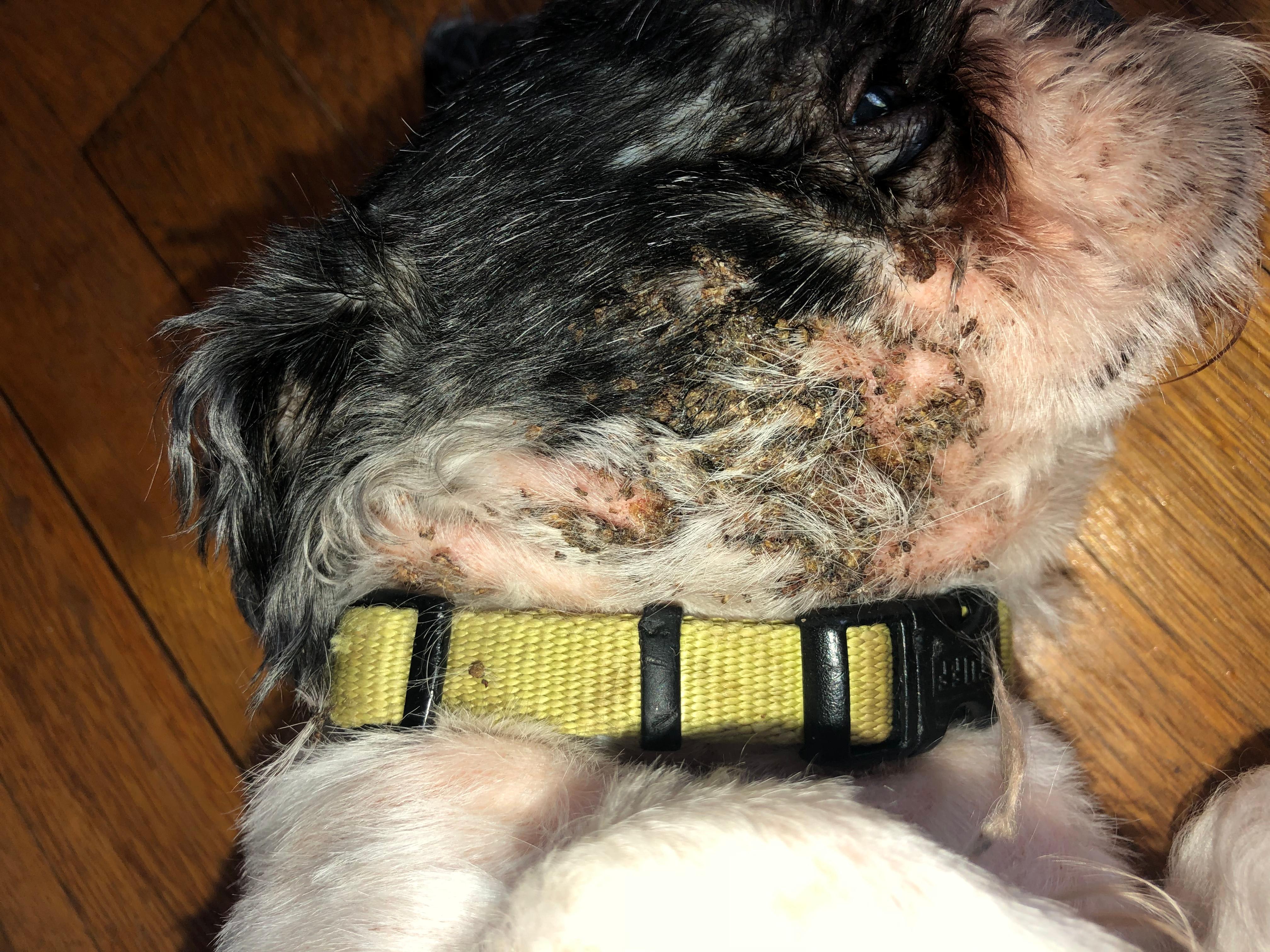 Why does my dog have hard, yellow, flaky scabs on his neck? | Petco