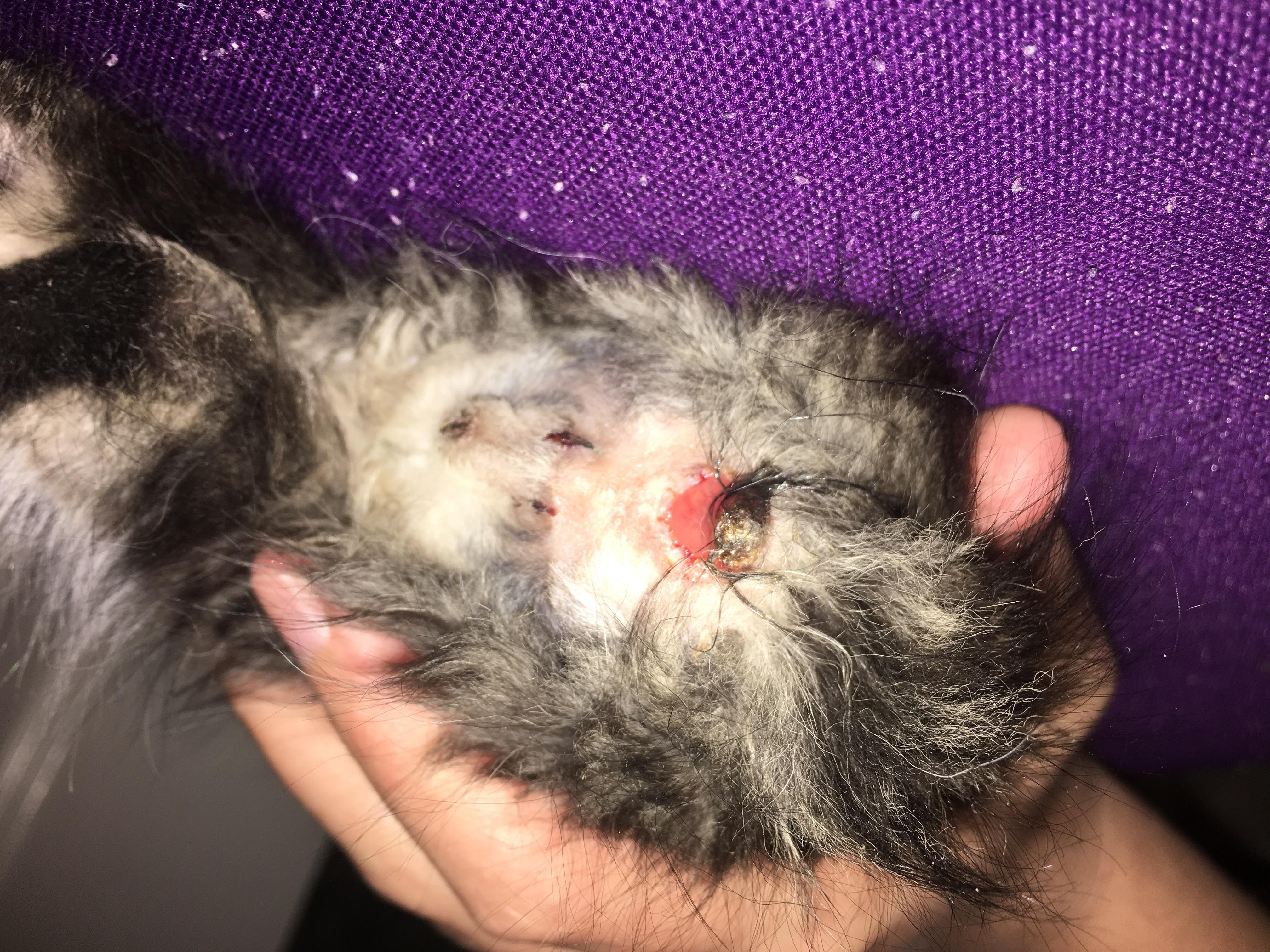 Kitten Bleeding from Butt? When to See a Vet Immediately | Petco