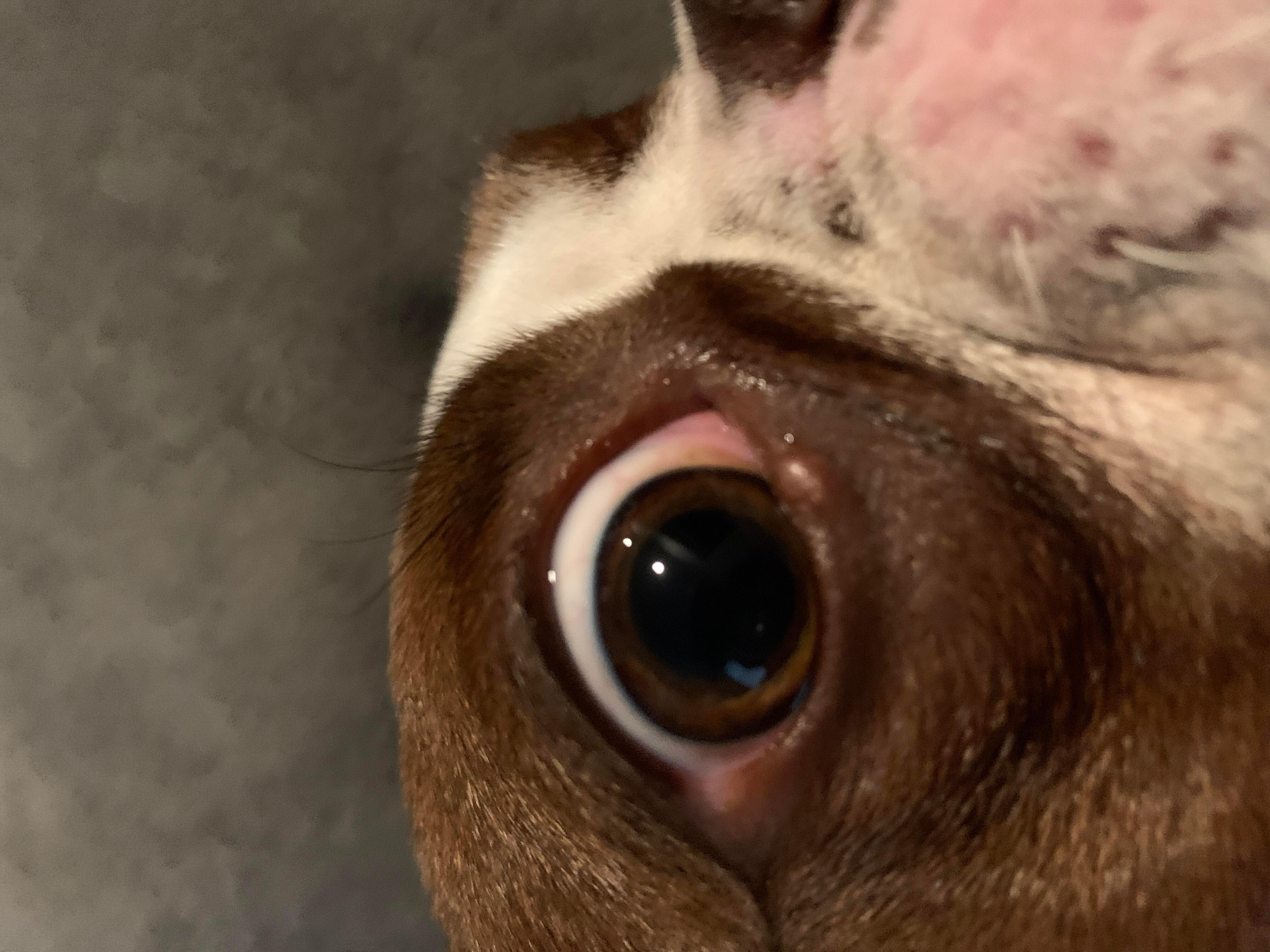 My Boston Terrier Has an Eye Bump: Is It a Stye? What to Do? | Petco