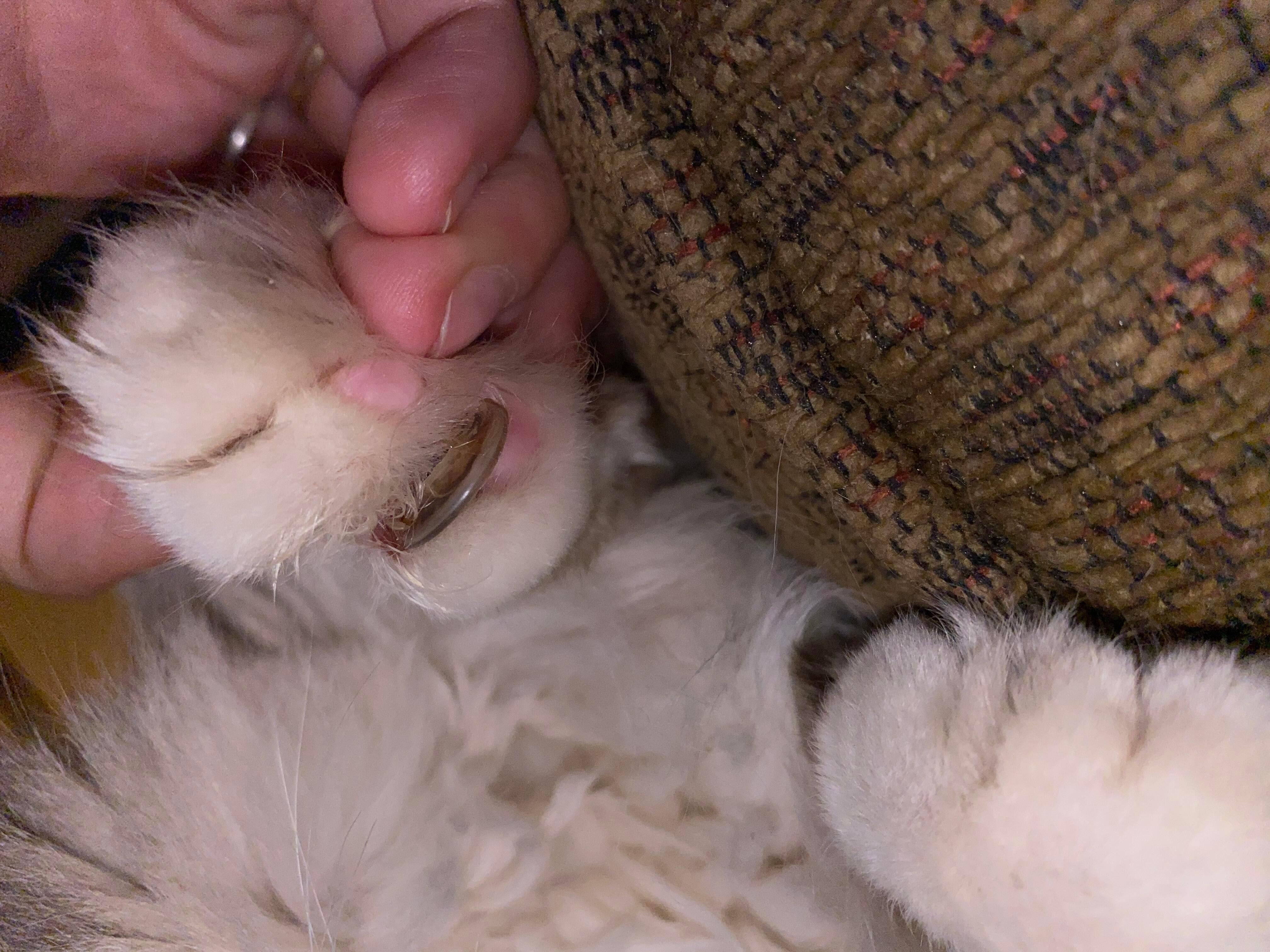 Cat's Bleeding Paw & Painful Thick Nail: Vet or DIY? | Petco