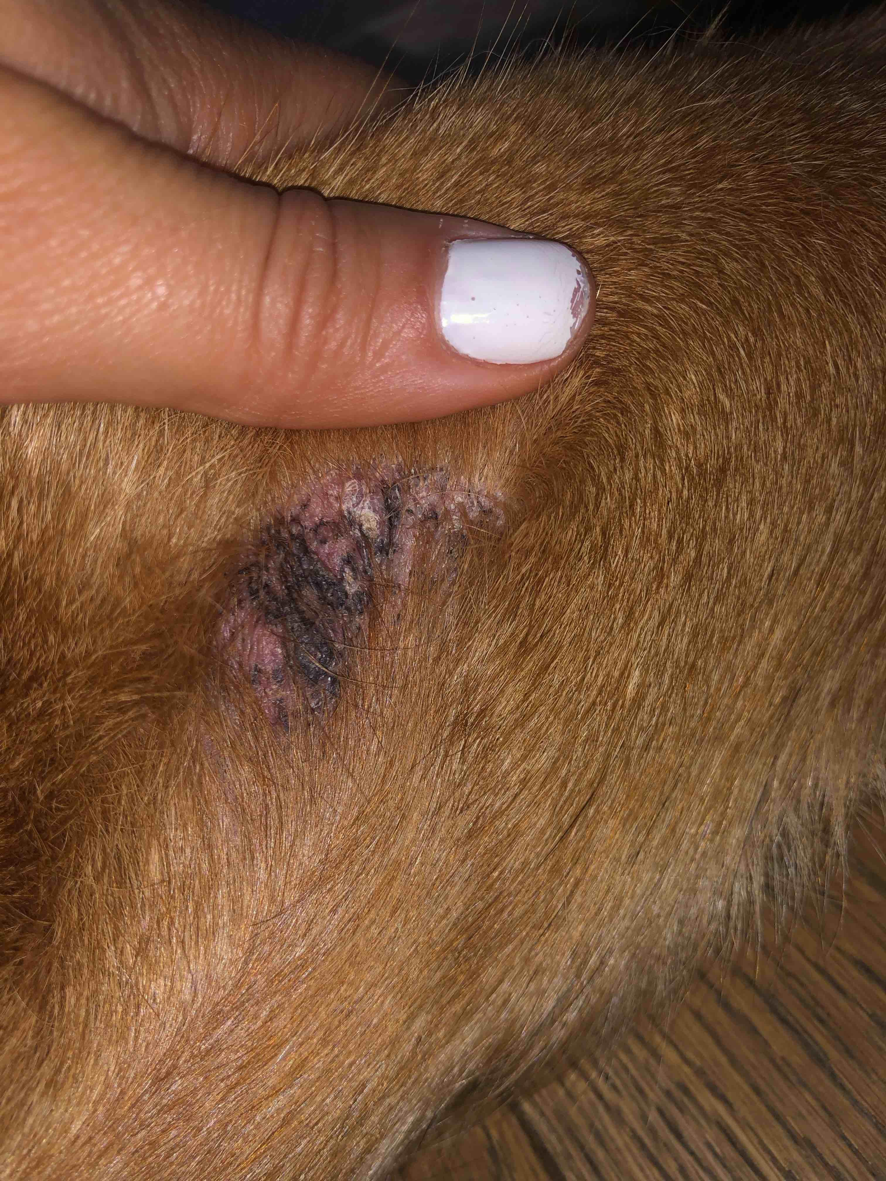 My dog has a large elbow scab. Is it normal or should I worry? | Petco