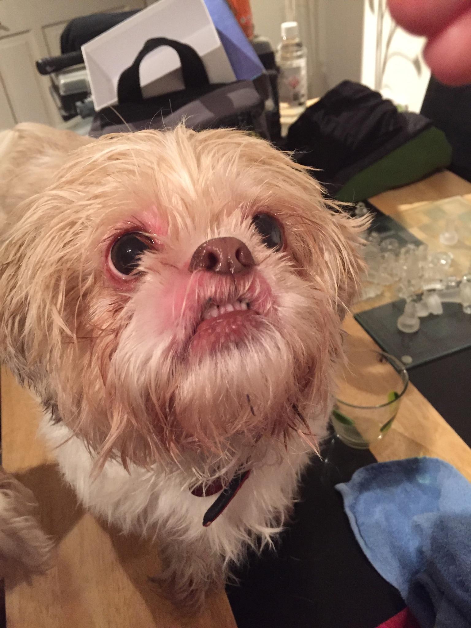 Dog's Face Red Around Eyes, Nose, Mouth? Is It Allergies? | Petco