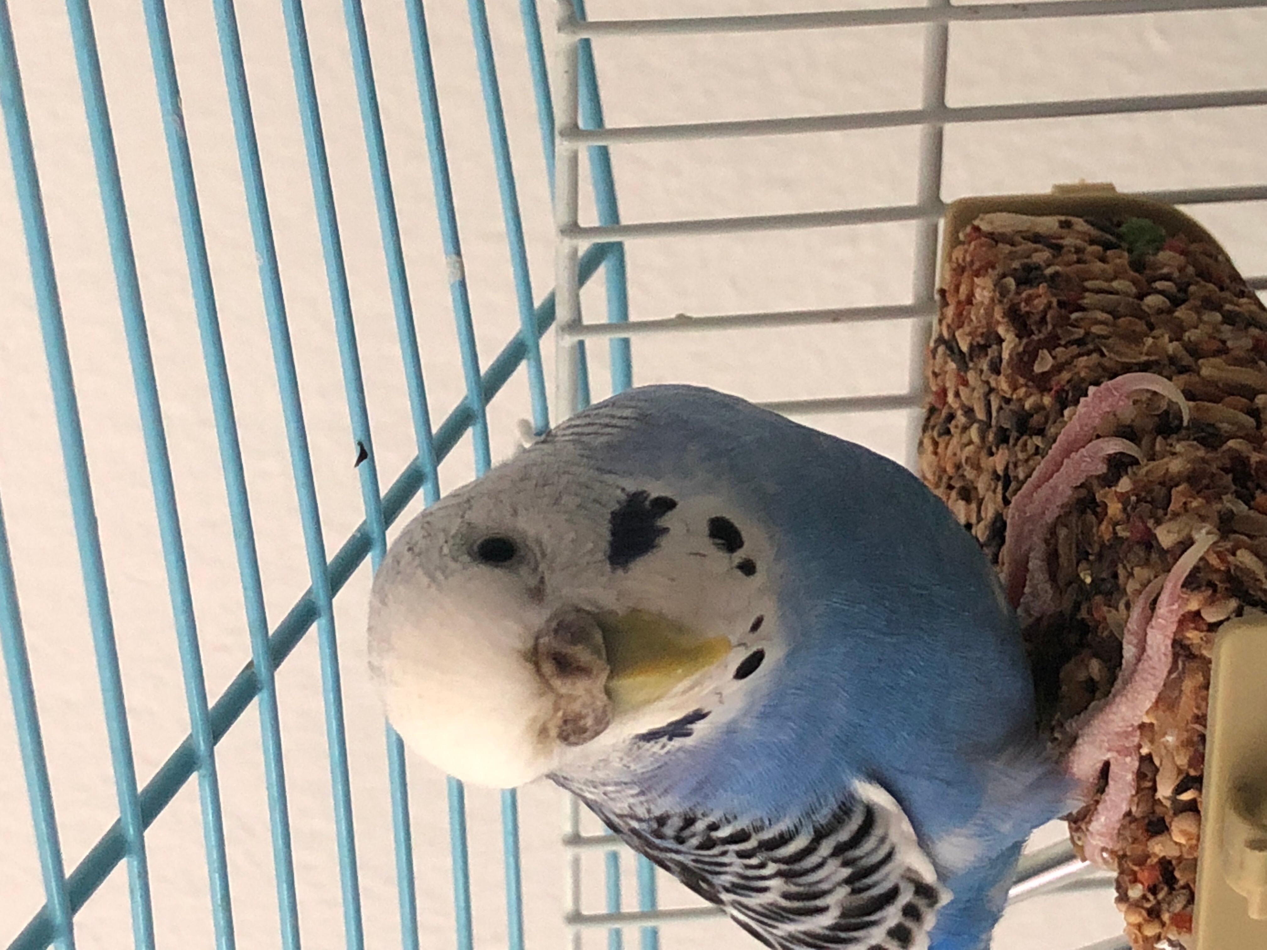 Why is my female budgie's cere discolored with nose lumps? | Petco