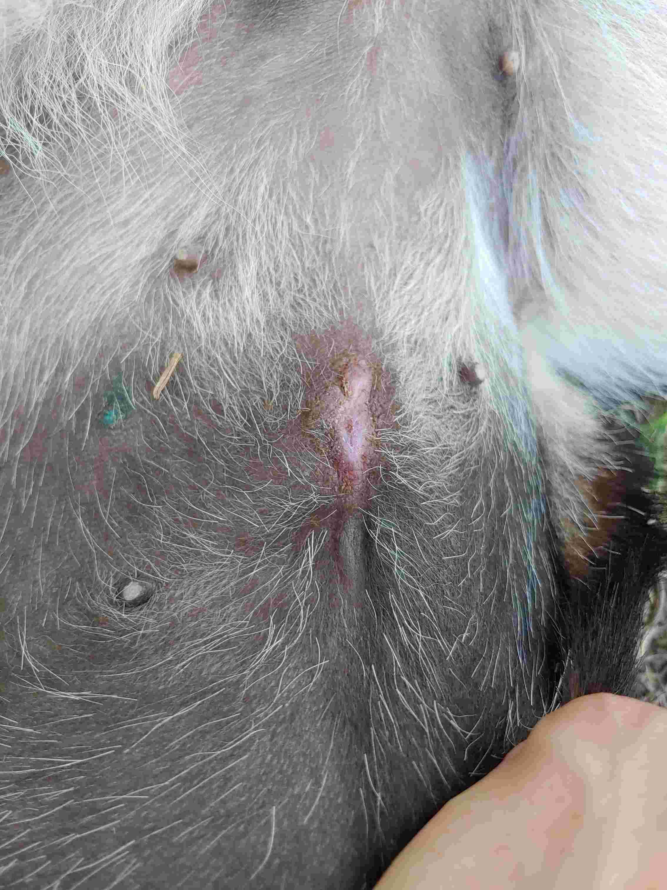 Dog Spay Incision Blister 2 Weeks After Surgery: Is It Normal? | Petco