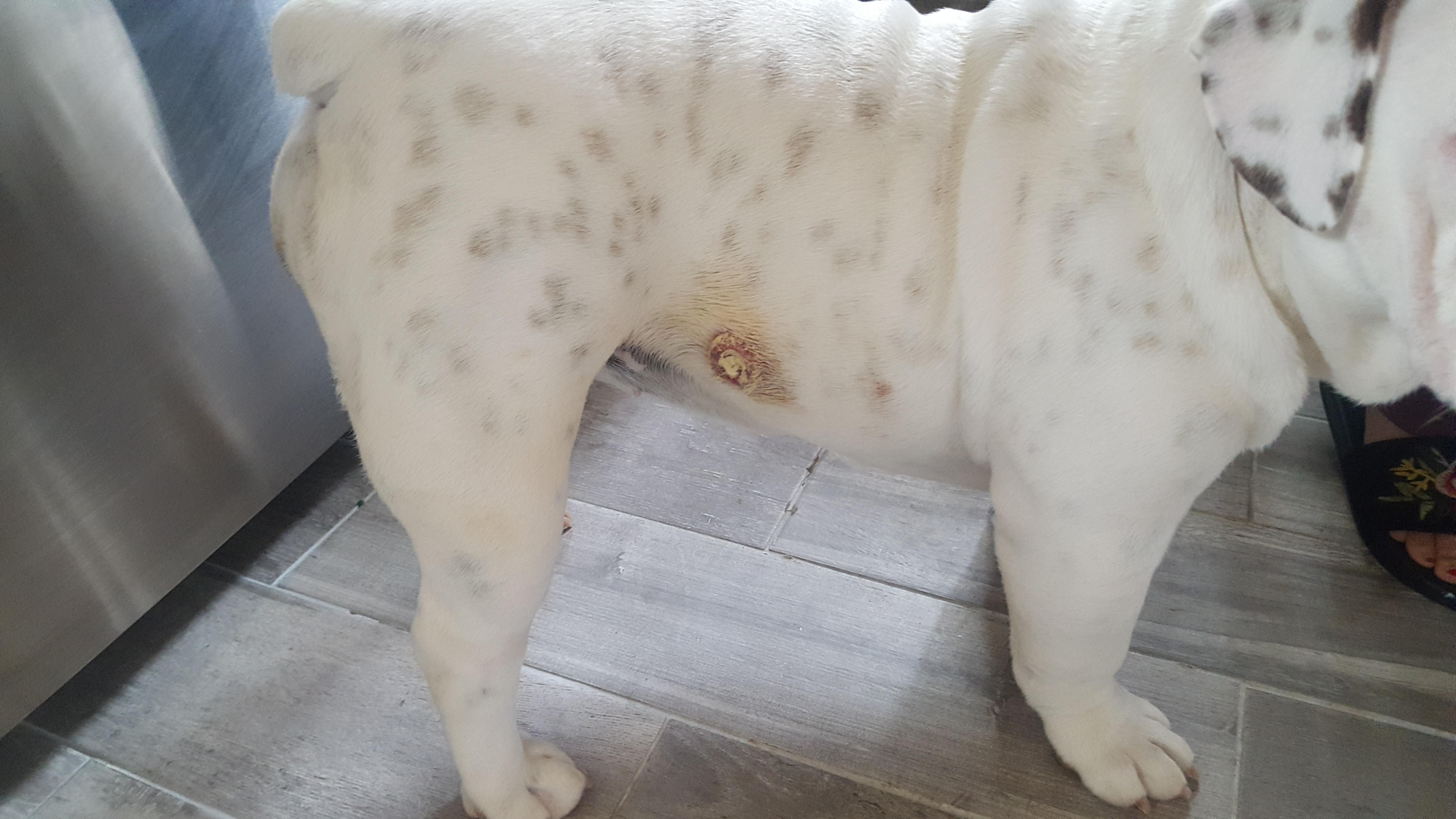 Rescue dog has an inflamed wound or abscess. What to do? | Petco