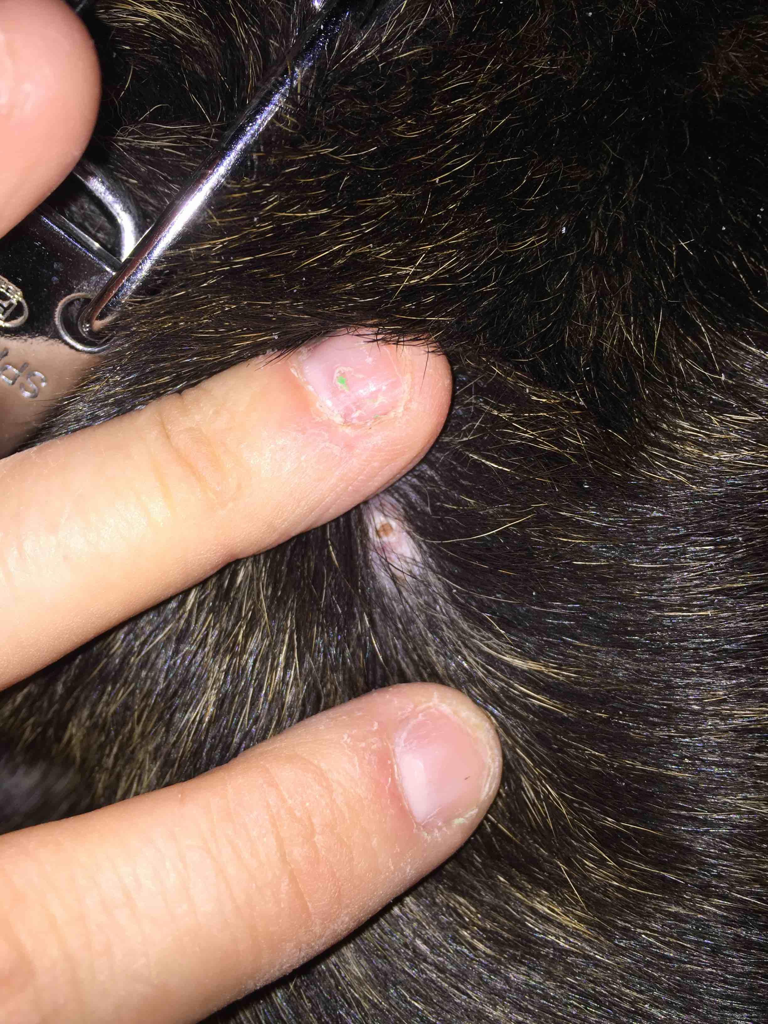 My Dog's Leaking Bump: Should a Vet Remove & Biopsy It? | Petco
