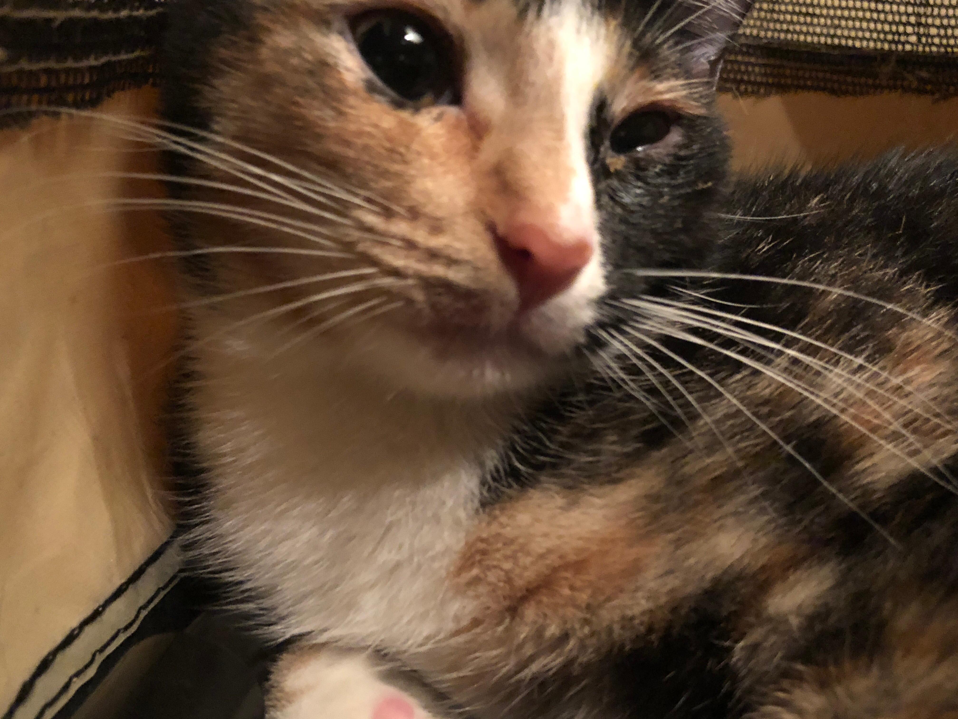 My new cat has a red circular spot on her lip. Is it ringworm? | Petco