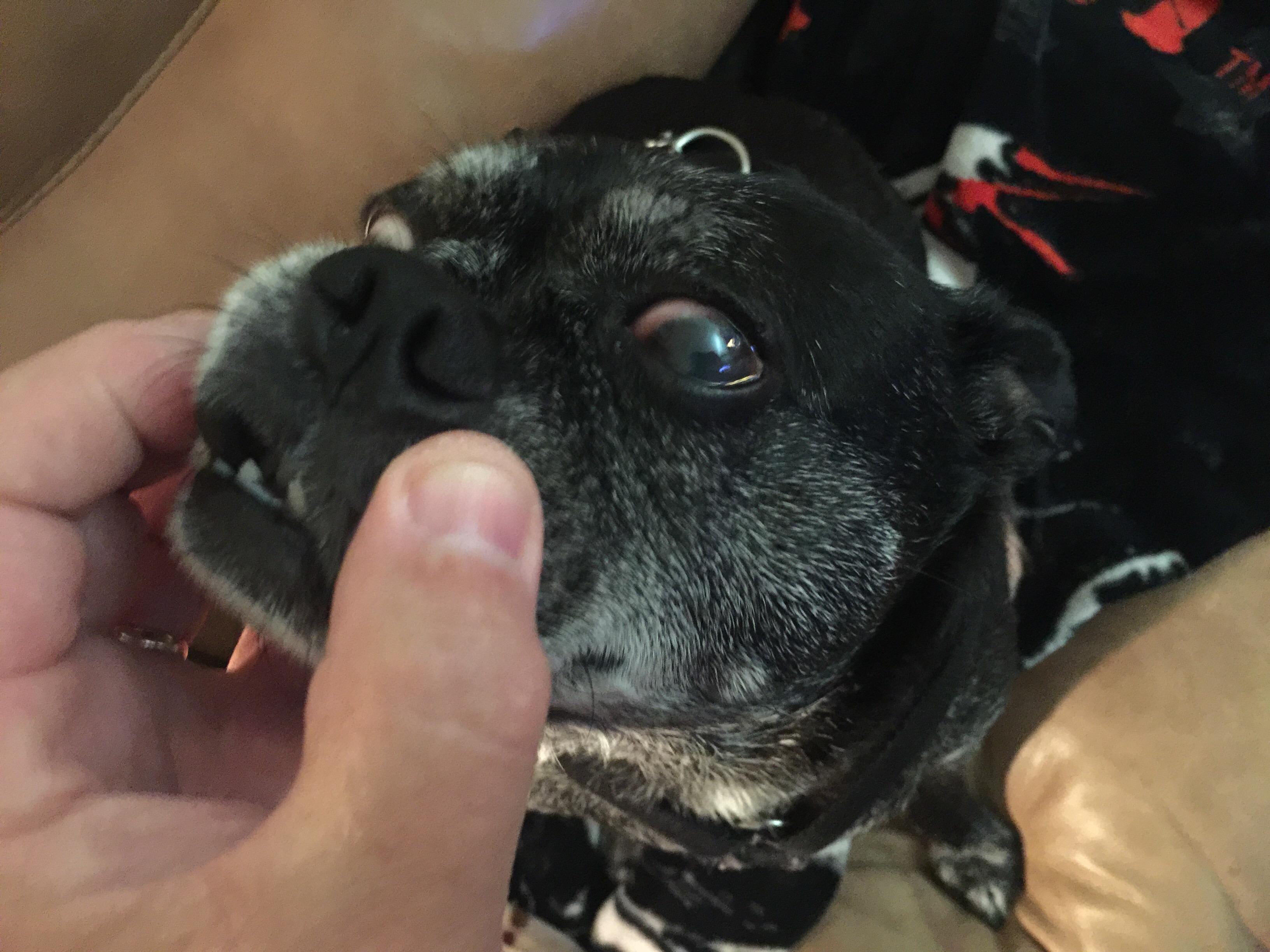 My Pug's eye is suddenly milky and squinting. What's wrong? | Petco