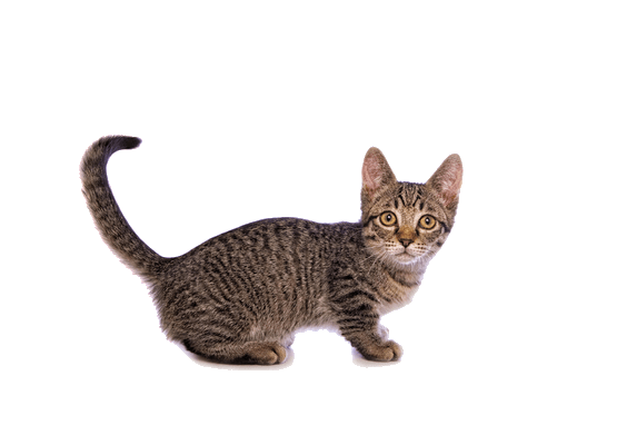 Munchkin Breed Facts and Information