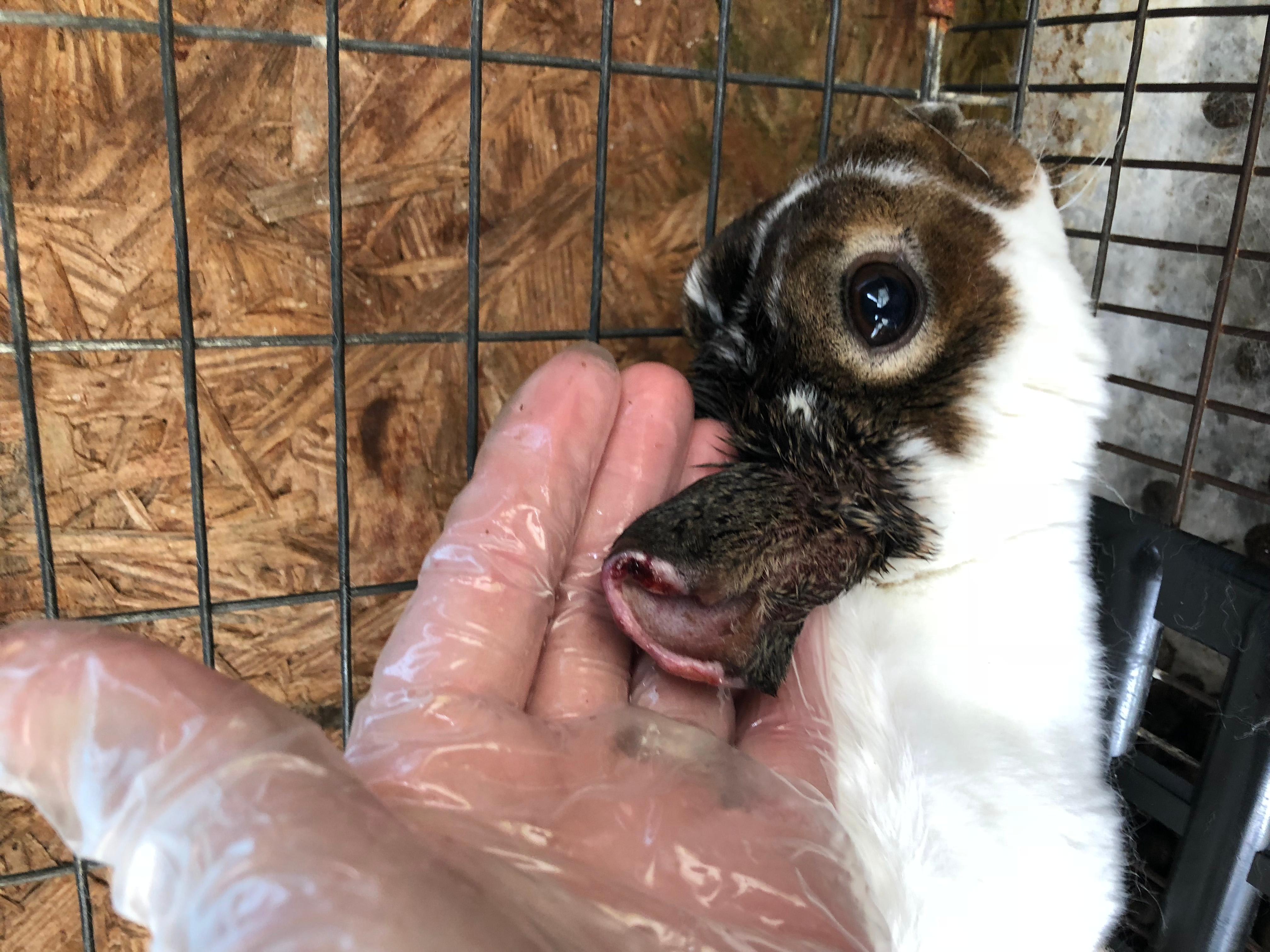 Why Did My Rabbit's Crusty Ear Fall Off? What's Next? | Petco