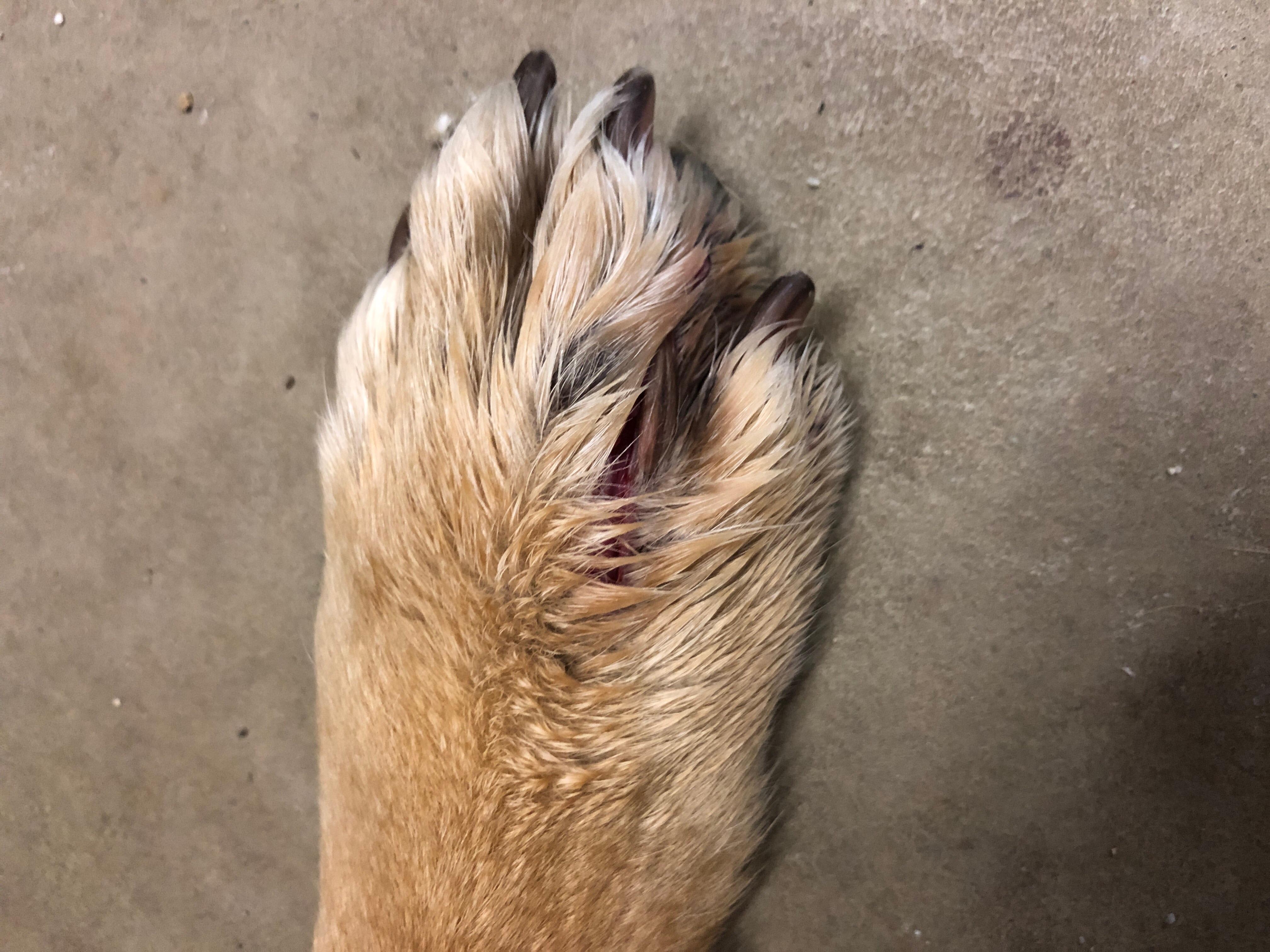 What to do for a dog with a bleeding cut or wound on its paw? | Petco