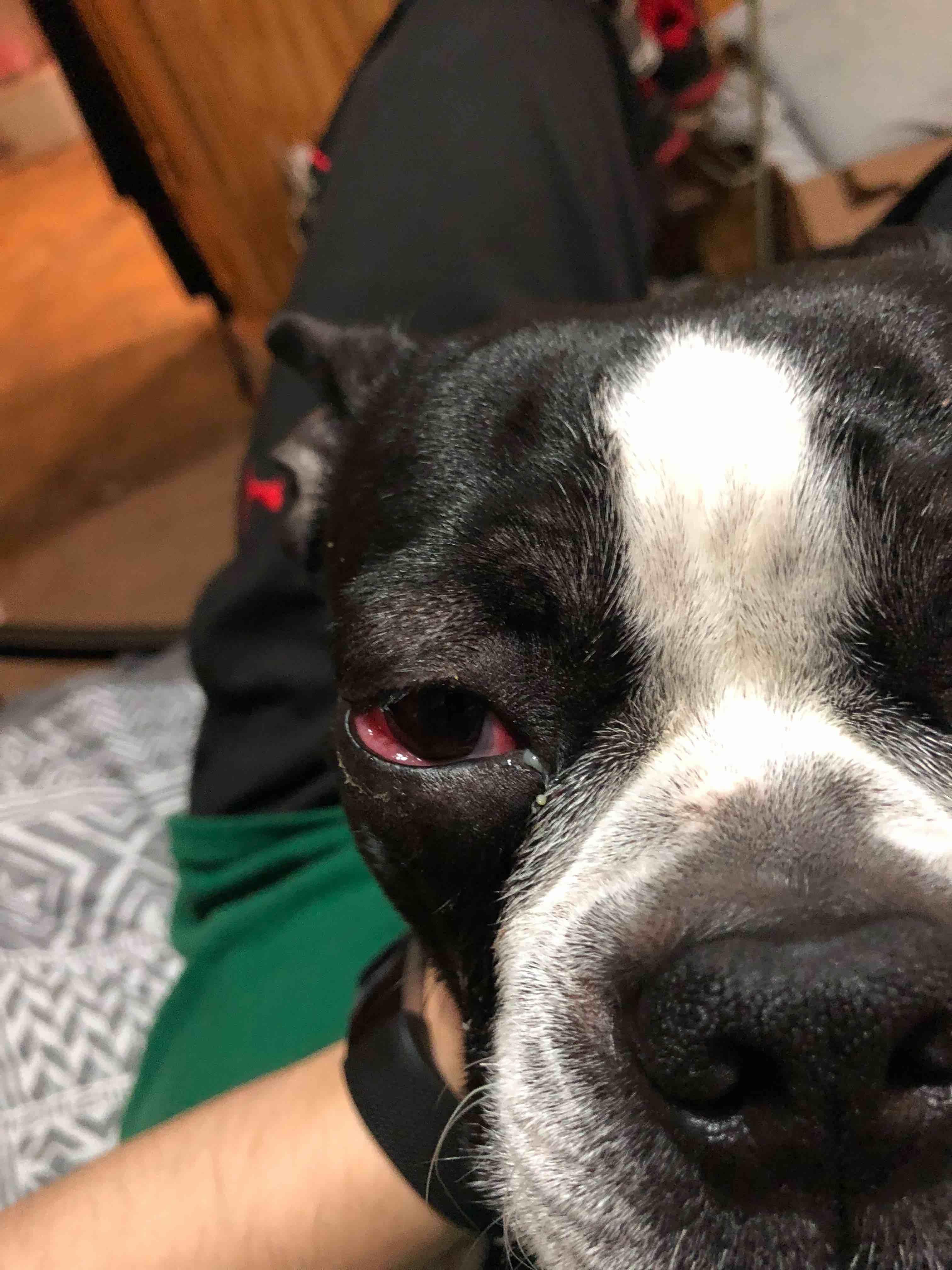 My Dog's Eye is Scratched & Painful: Soothe Until Vet | Petco
