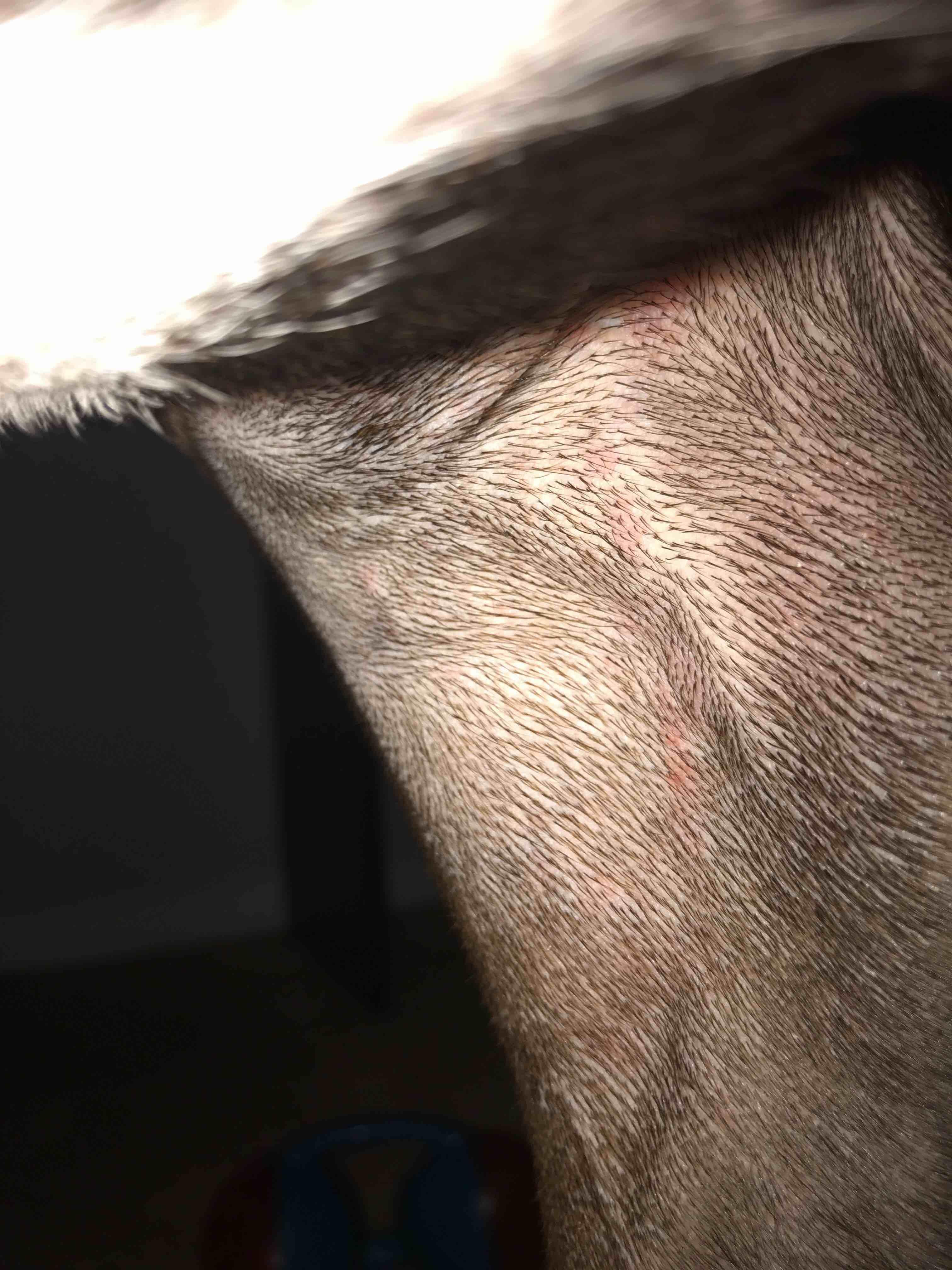 My dog gets this rash under his stomach and elbows where he has the ...