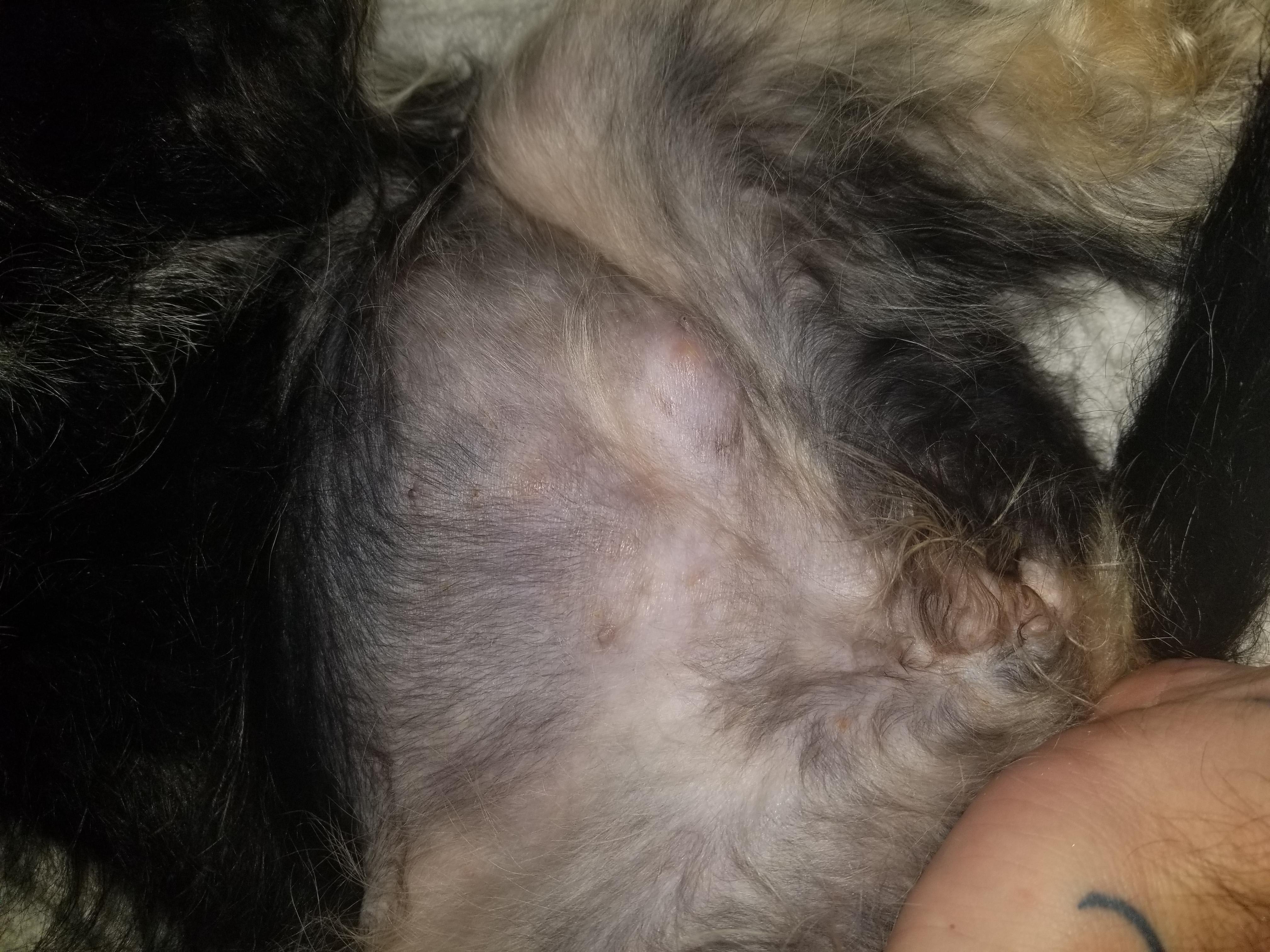 Why does my dog have small, zit-like bumps on their stomach? | Petco