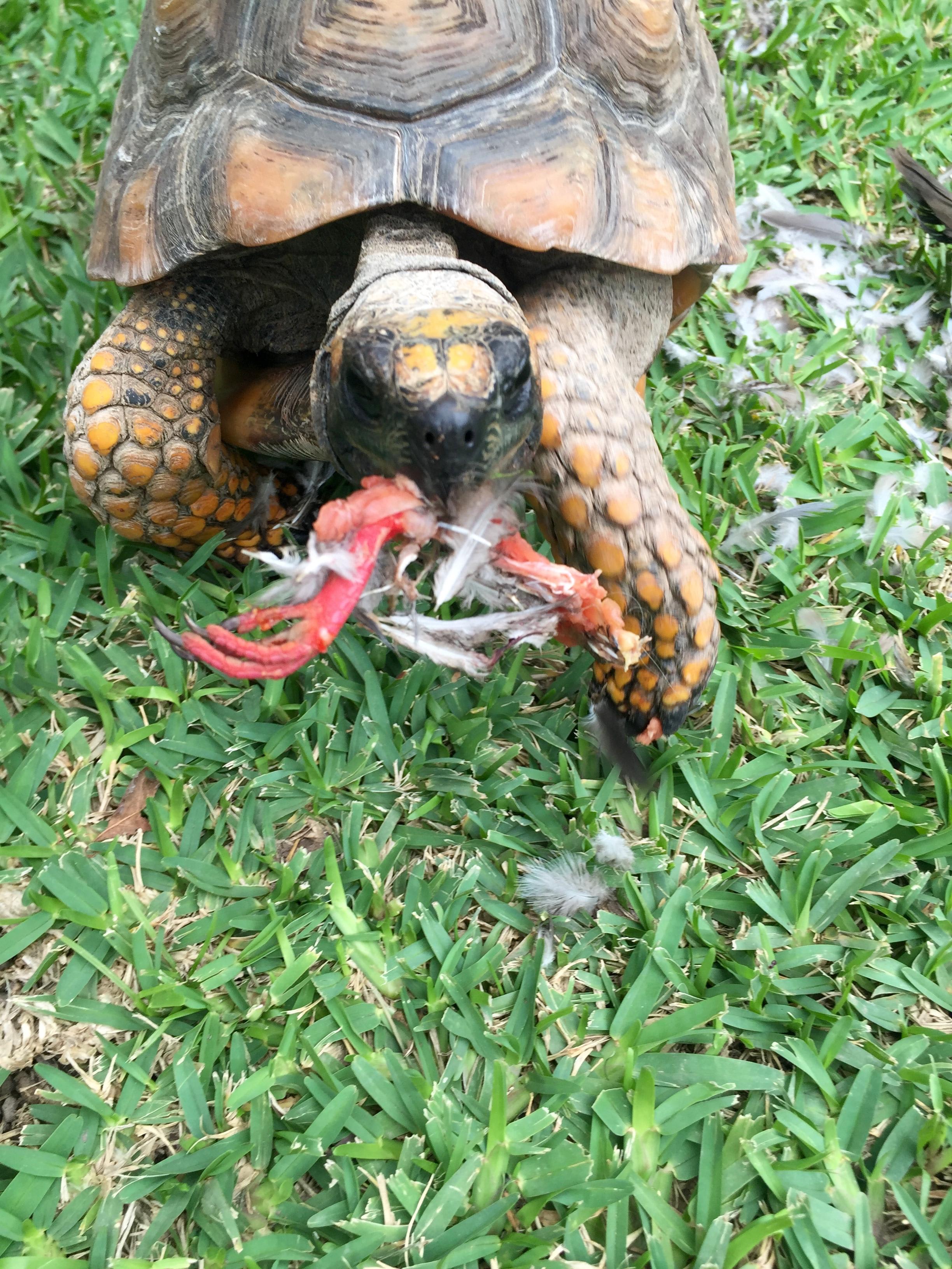 Yellow-Footed Tortoise: How to Feed & Is Biting Normal? | Petco