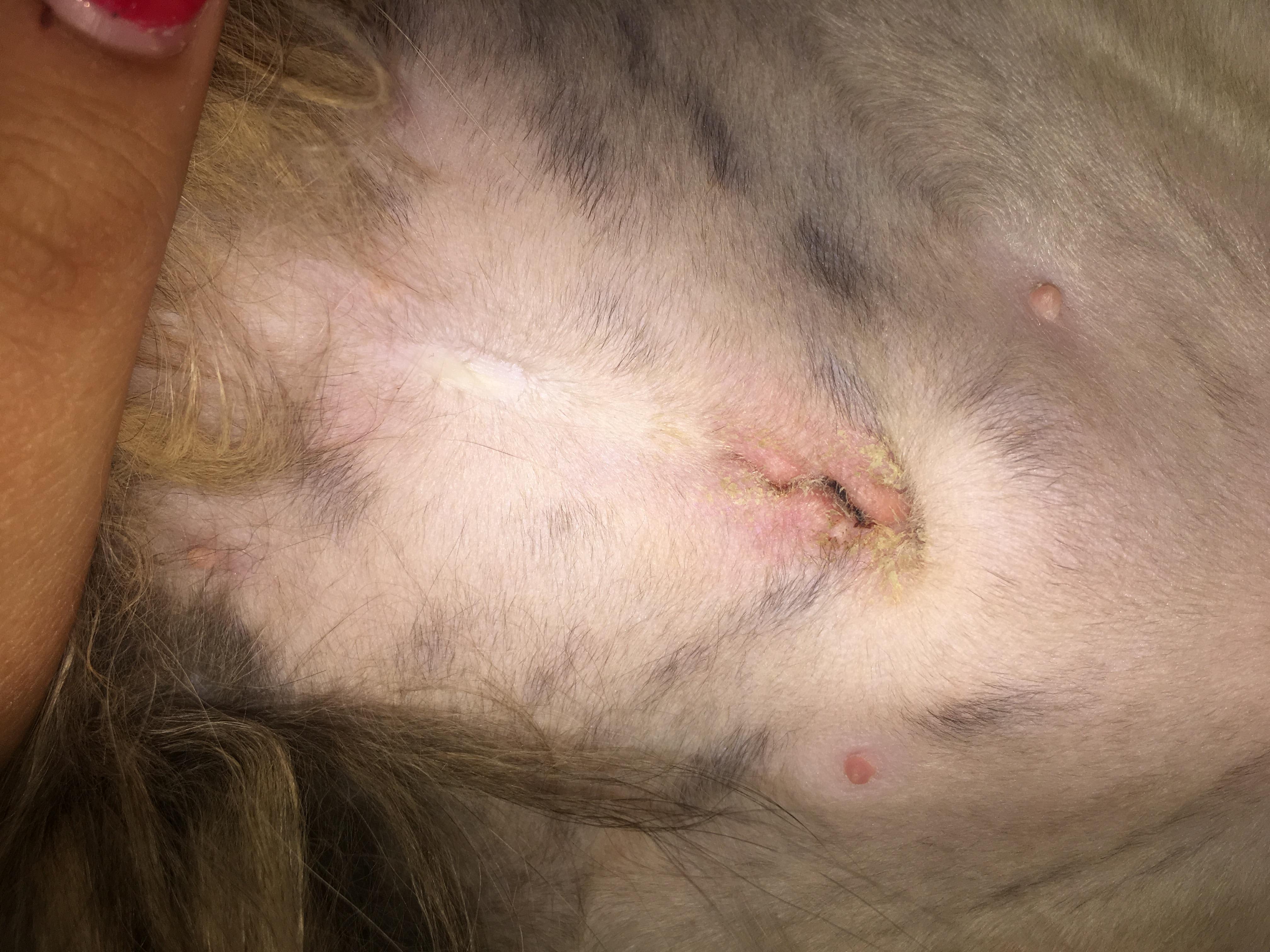 How to tell if my cat's spay incision is normal 3 days post-op? | Petco