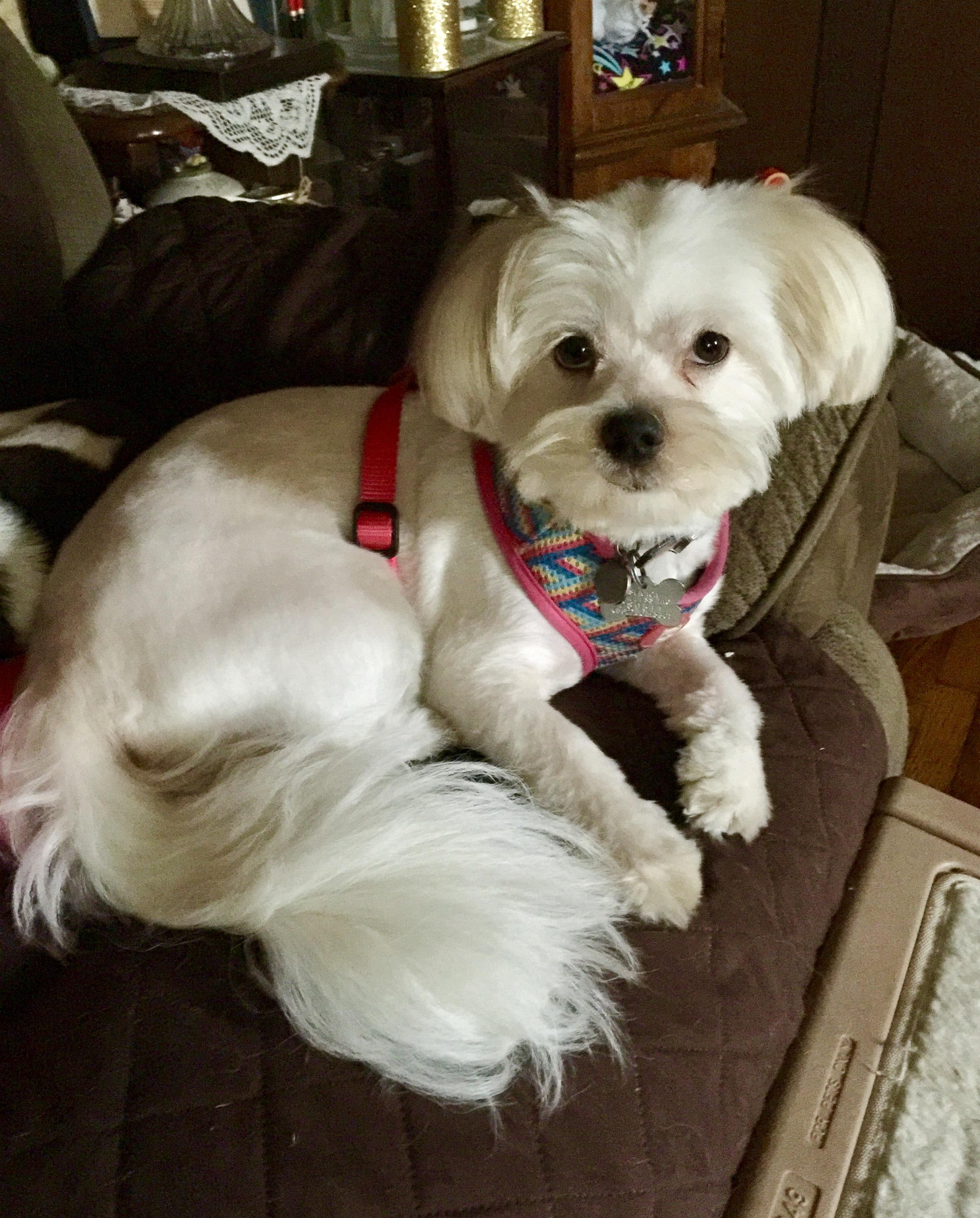 Dog bit the groomer? Make grooming less stressful for your pet | Petco