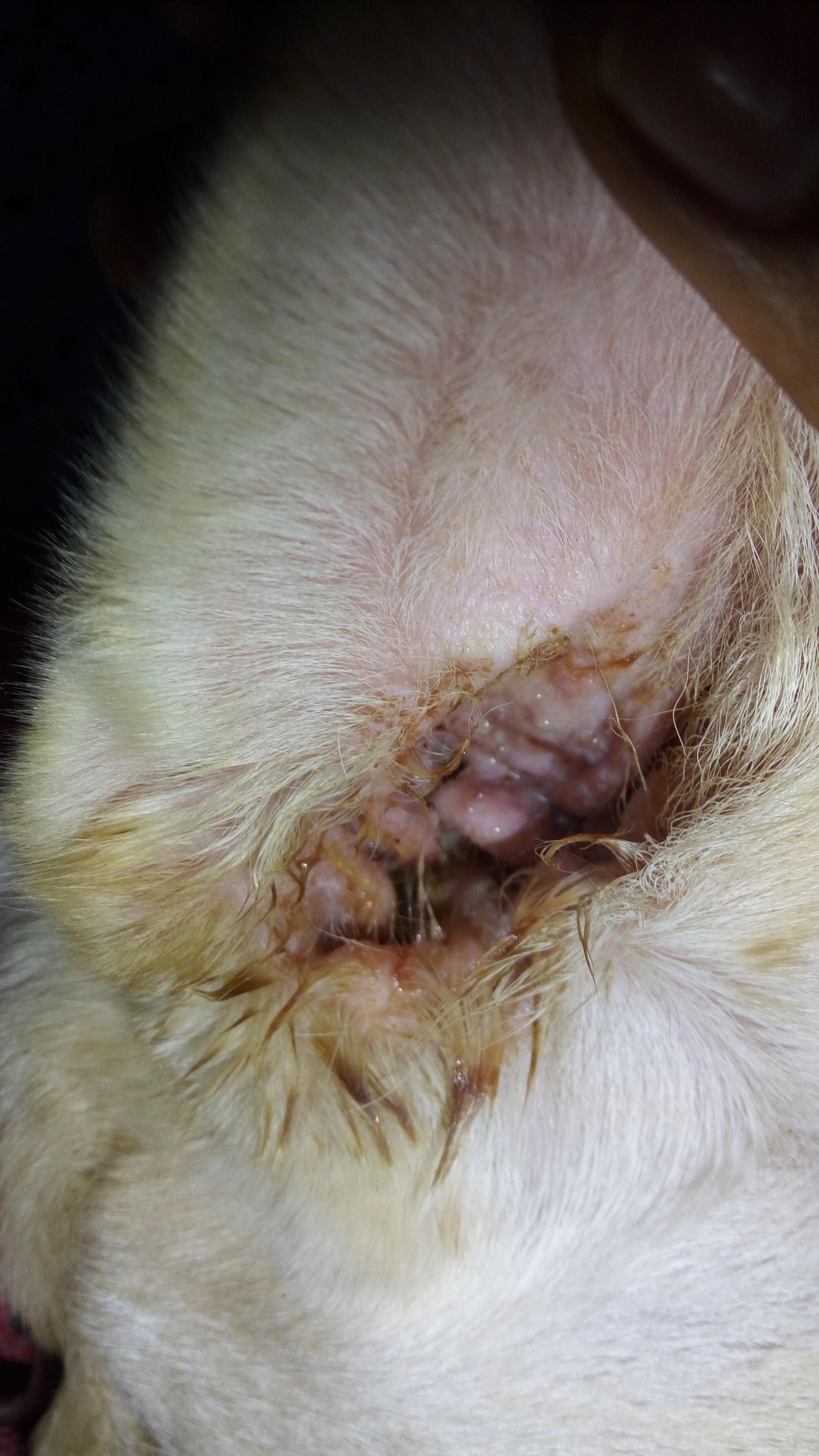 Why is my sick 8-month-old Lab constantly chattering her teeth? | Petco