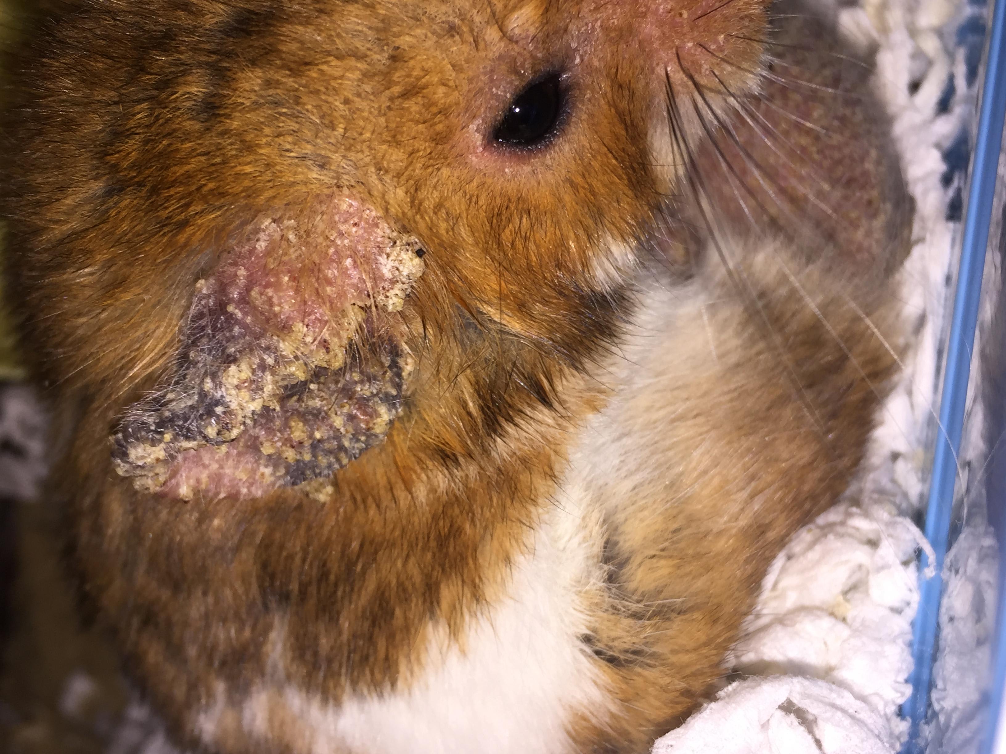 My Hamster is Sick & Not Improving: What Treatment is Needed? | Petco