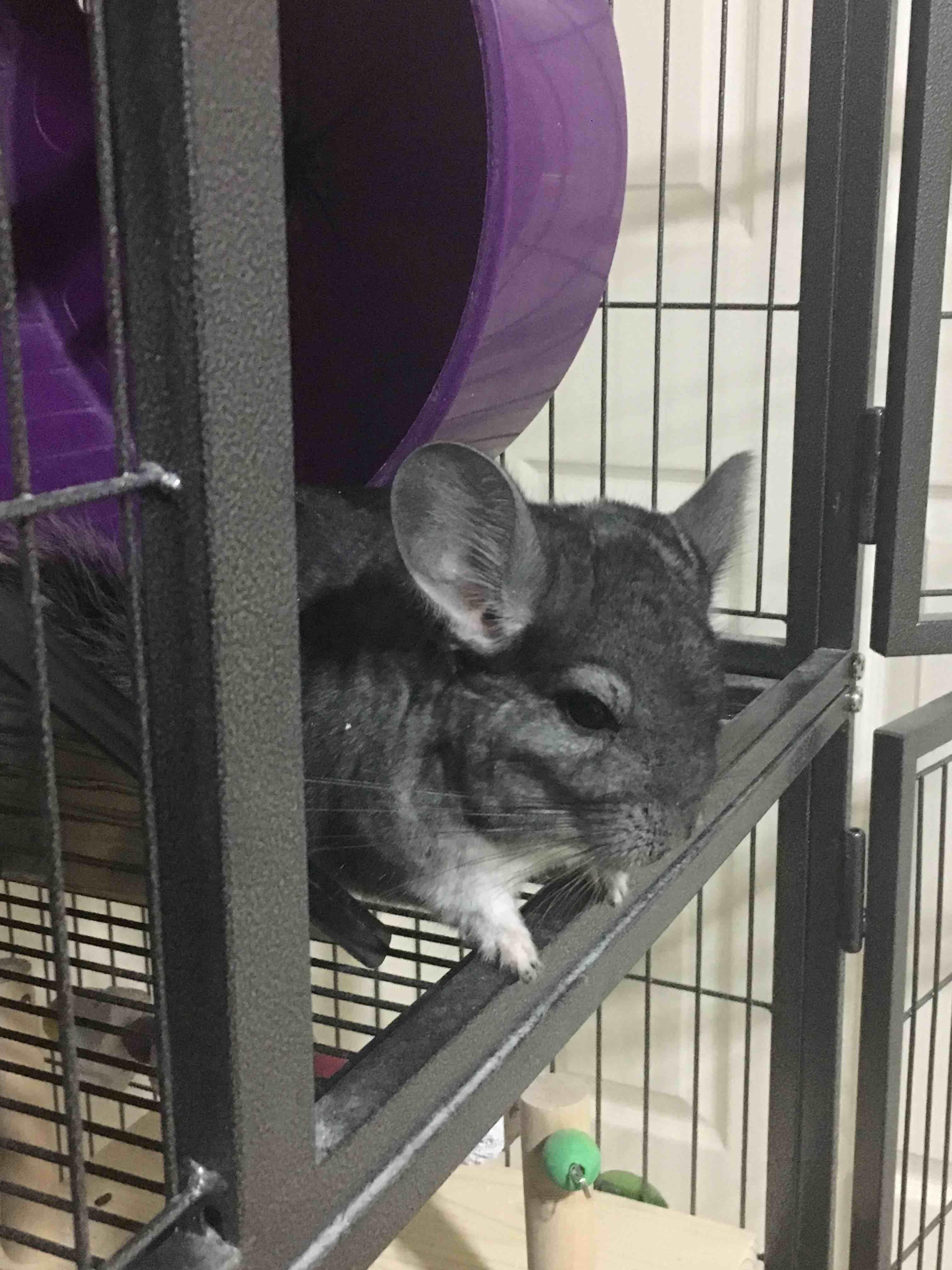 How to Safely Clean Chinchilla Pee from Bum Without Getting Wet | Petco