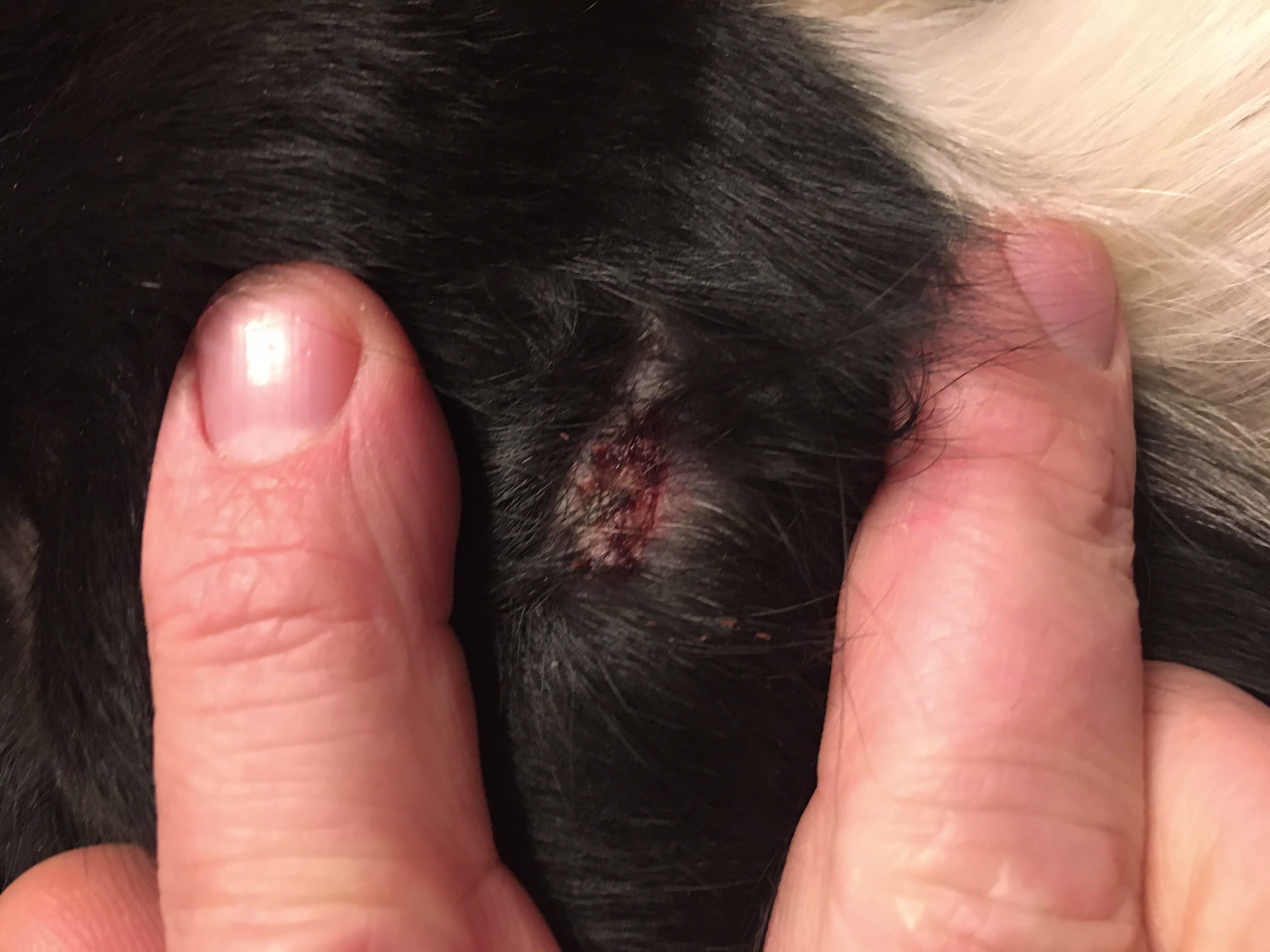 My dog's tick bite scab fell off, but the wound won't heal | Petco