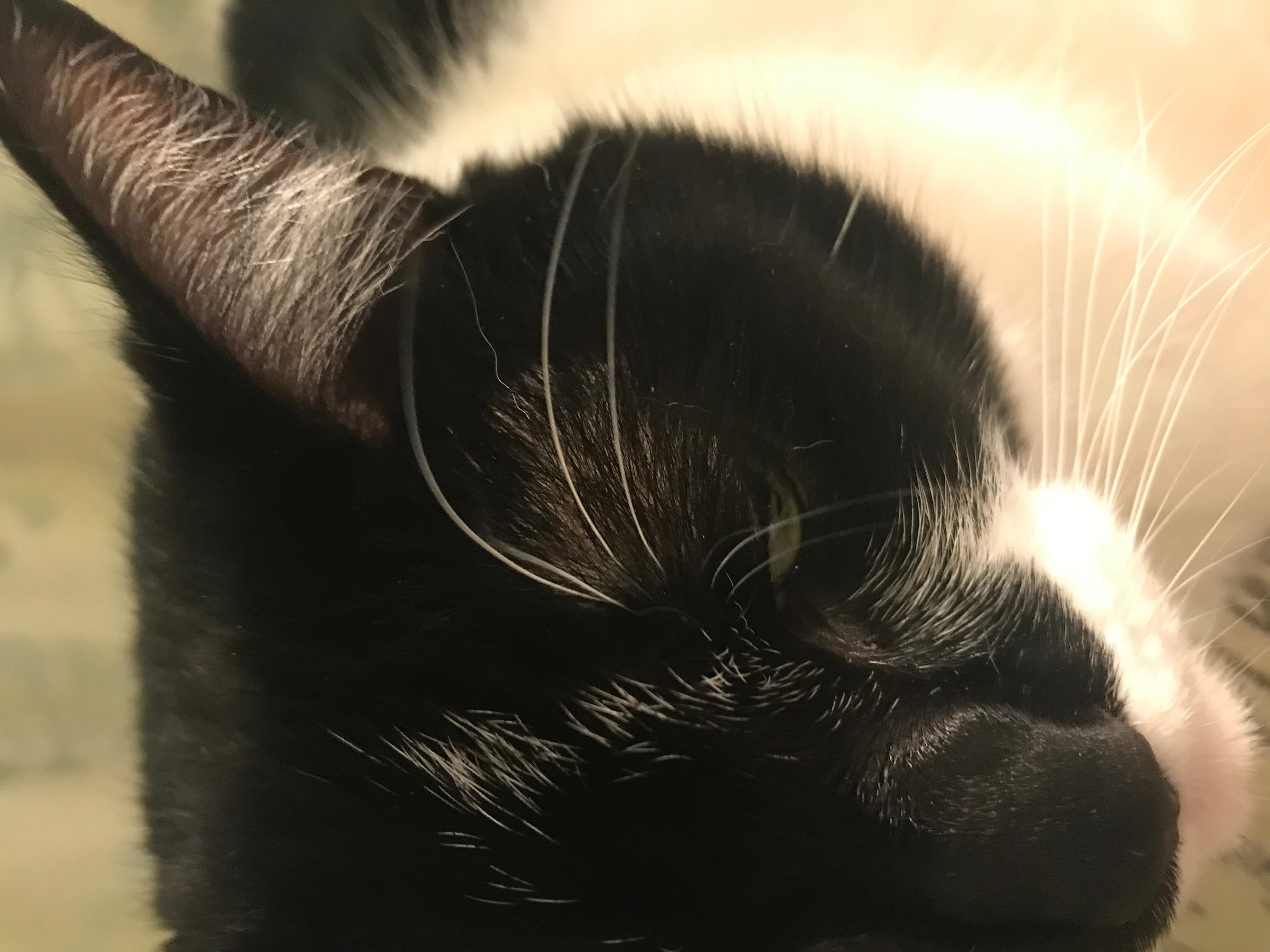 My Cat's Eye is Red, Lumpy, Watering: What to Do Now | Petco