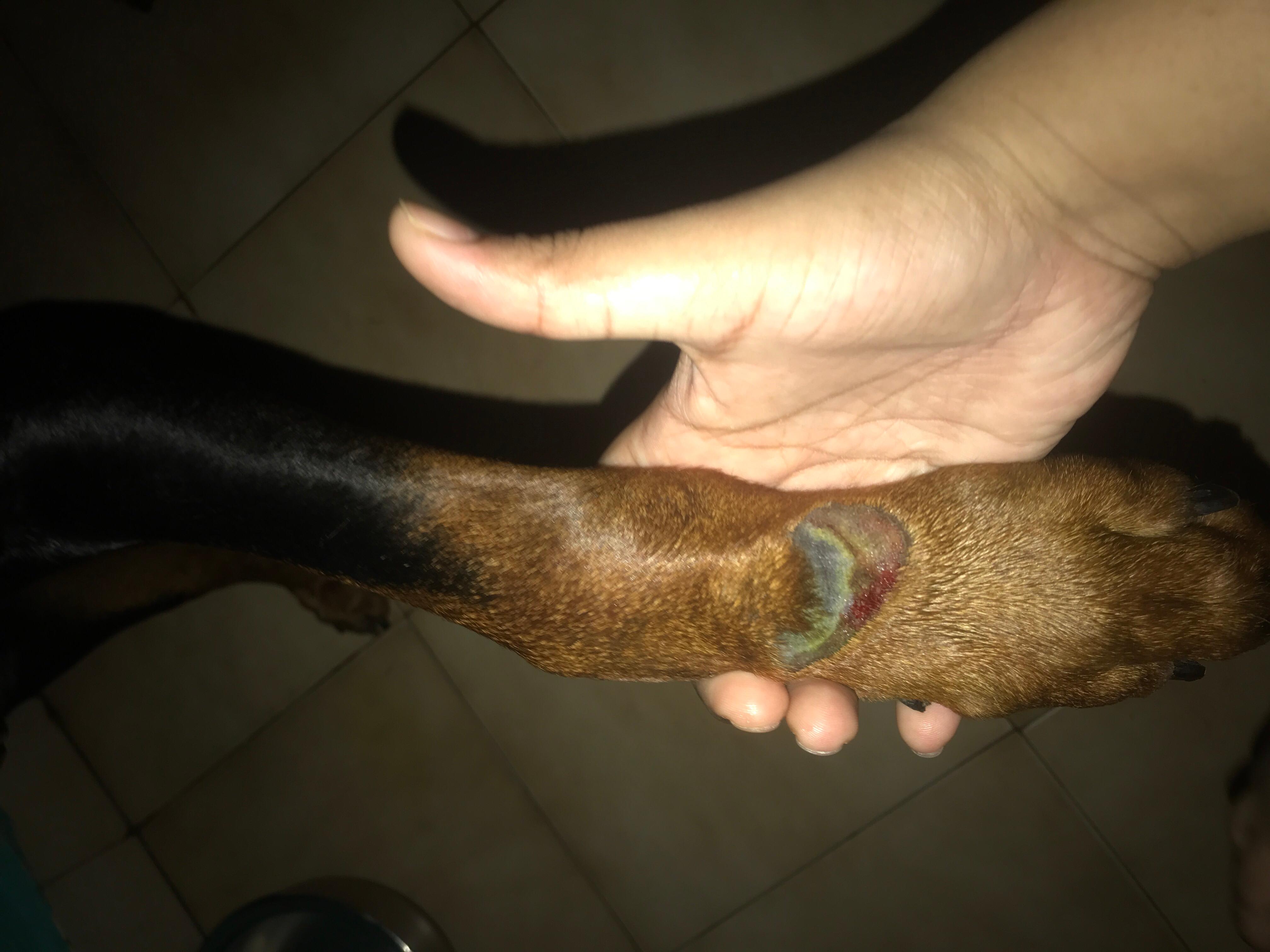 My Dog's Leg Has a Wound: Could it Be Gangrene? What to Do? | Petco