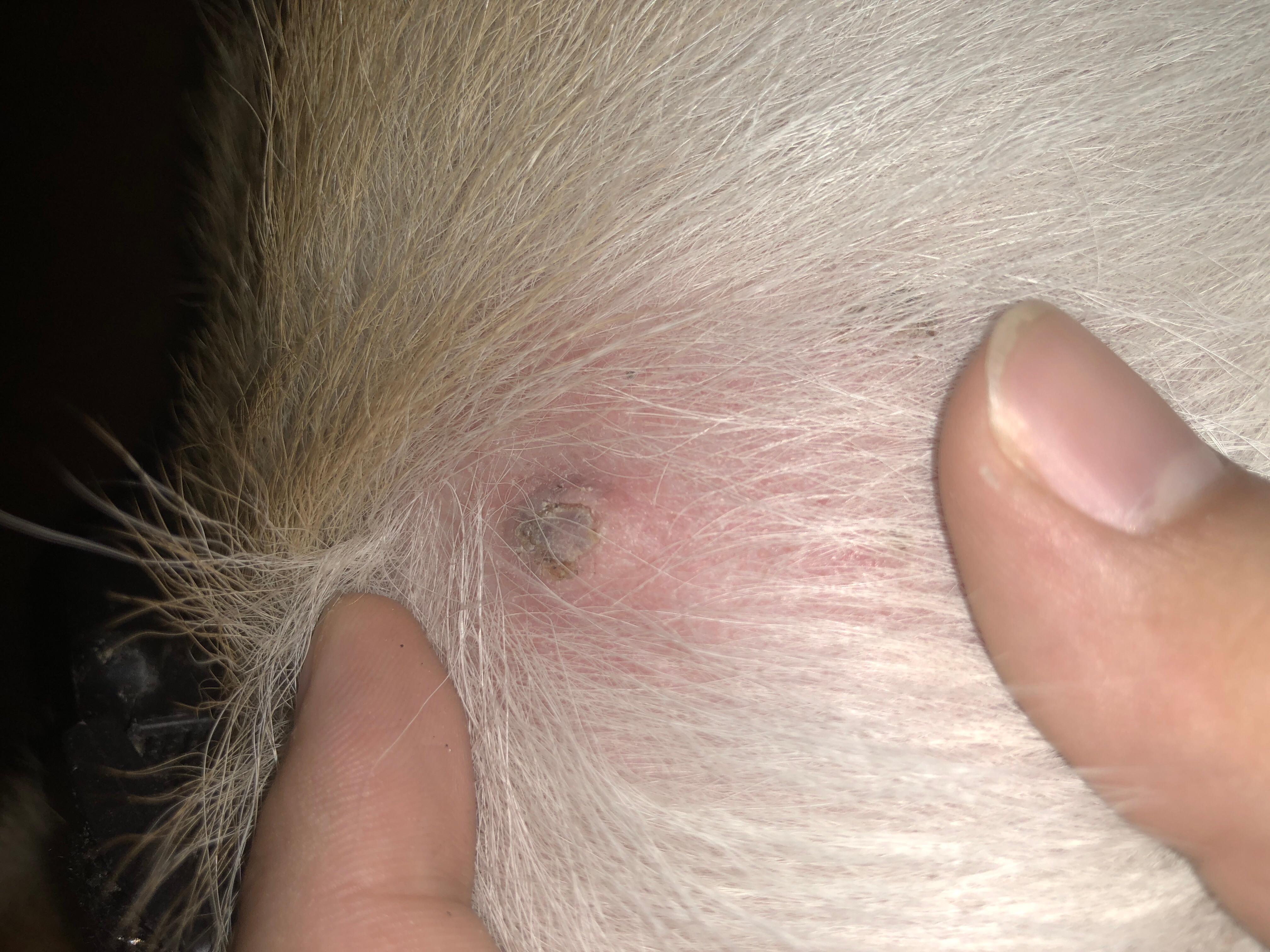 Why does my dog have dry, itchy skin, scabs, and bumps on belly? | Petco