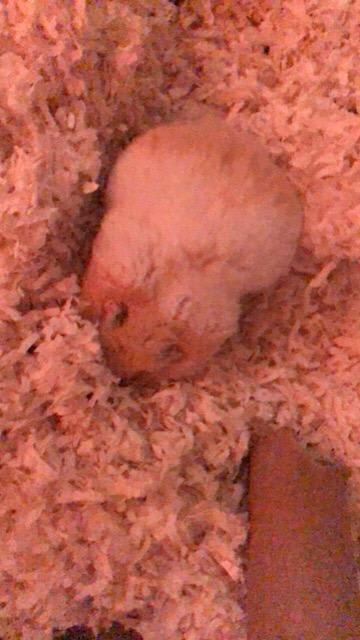 My 3-Year-Old Hamster Has a Lump or Bloating. What Now? | Petco