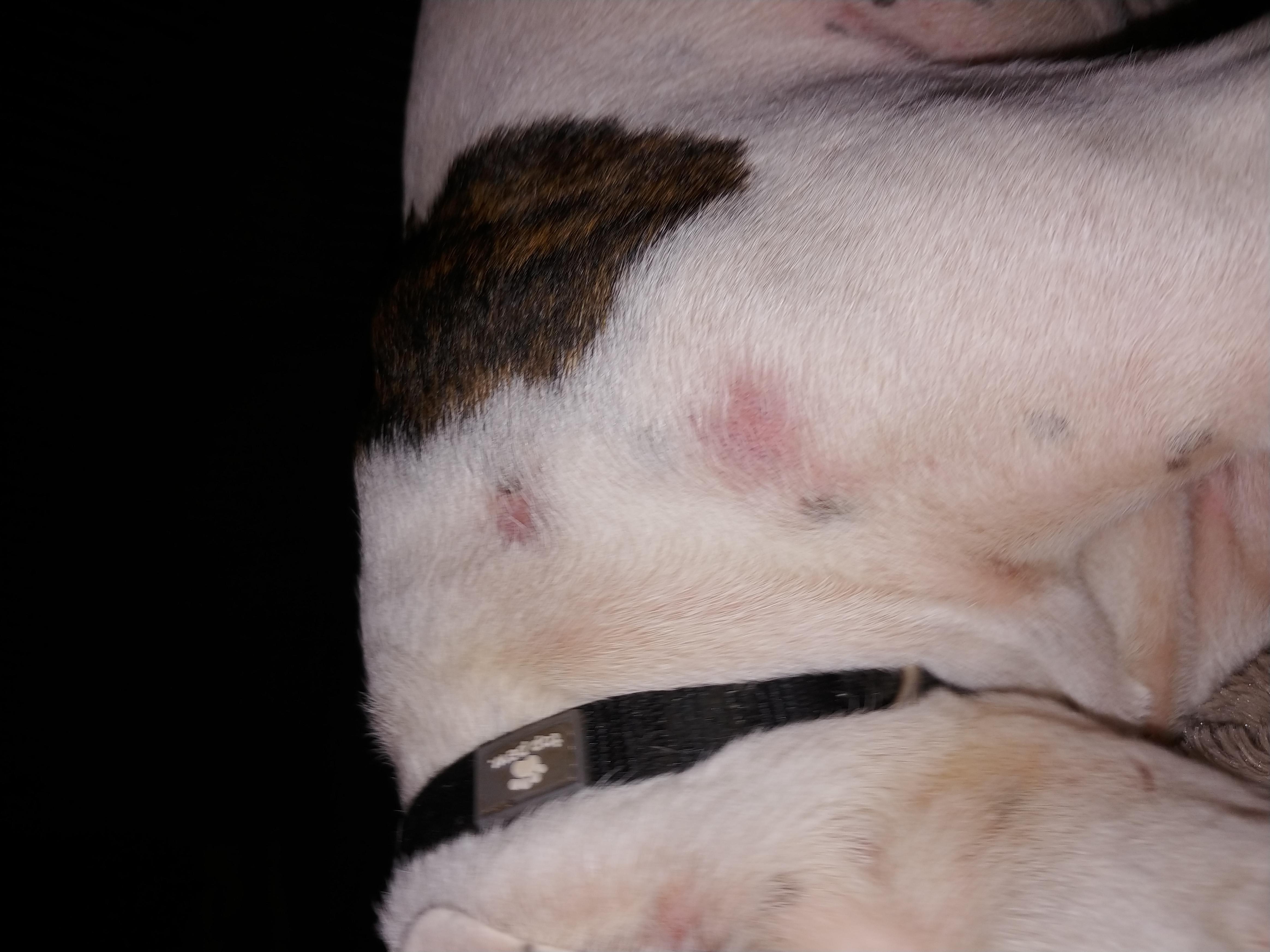 What to Do About Pink Hairless Spots on Your Pitbull Puppy? | Petco