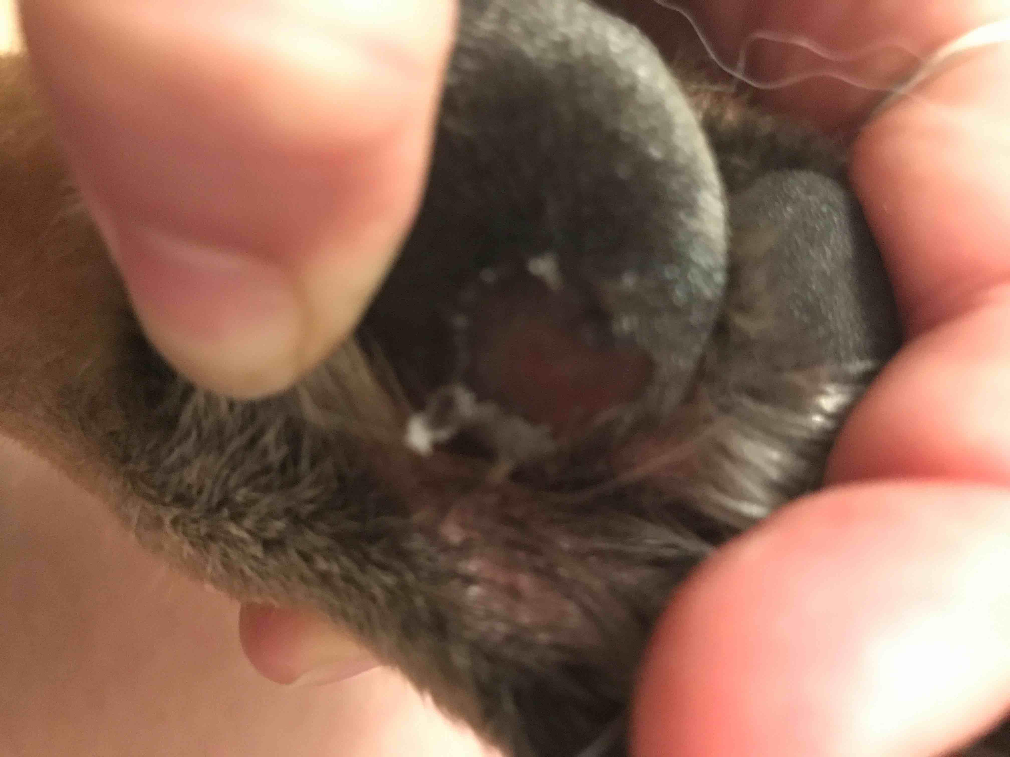 My Dog Scraped Paw Pad, Not Bleeding, Licking. Vet Needed? | Petco