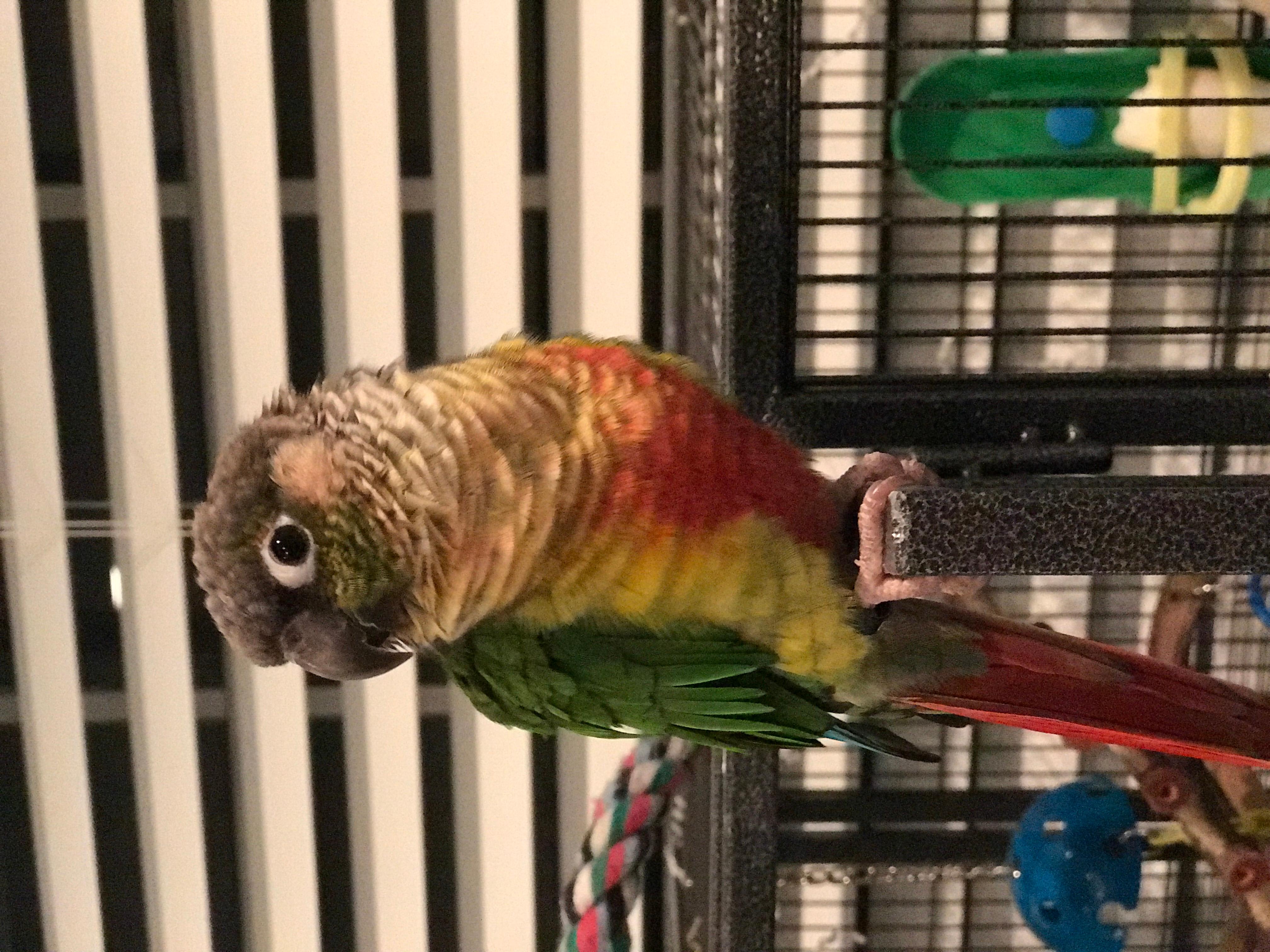 Green Cheek Conure Sick, Vomiting, Stumbling? What to Do? | Petco