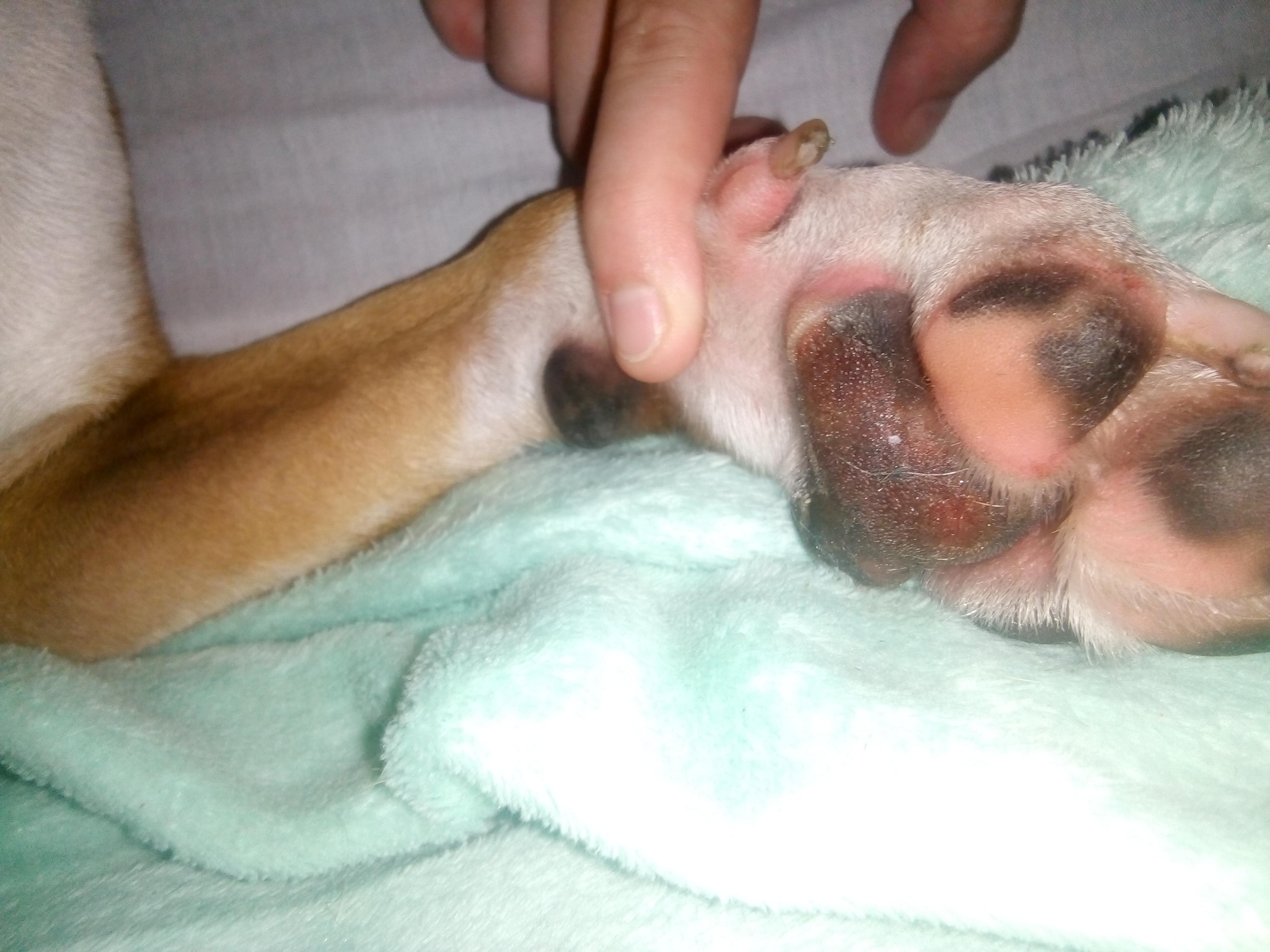 My dog's scraped paw pads are swollen. Will it heal or need a vet? | Petco