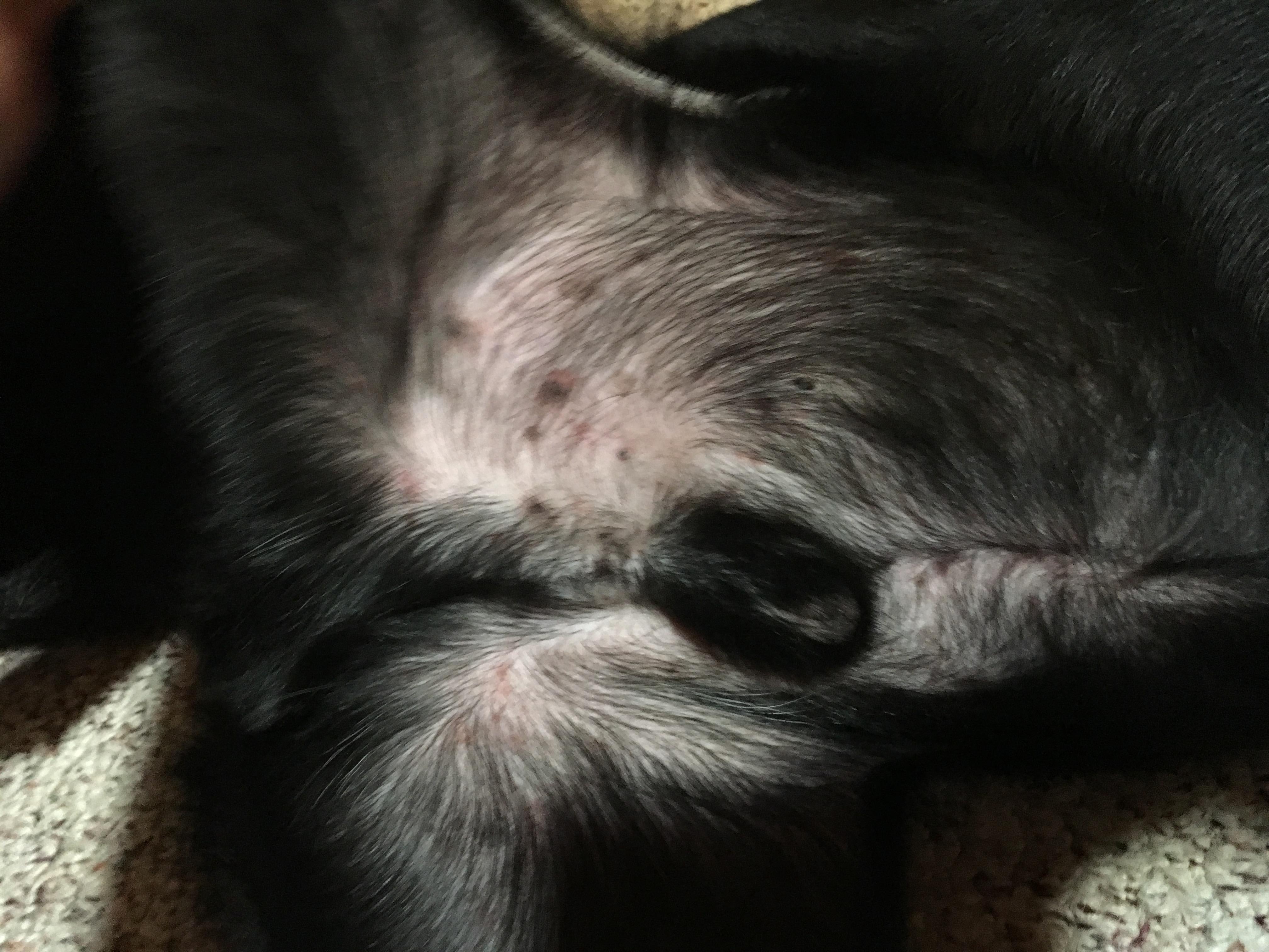 Why is my dog itching with bumps, scabs, and flaky skin? | Petco