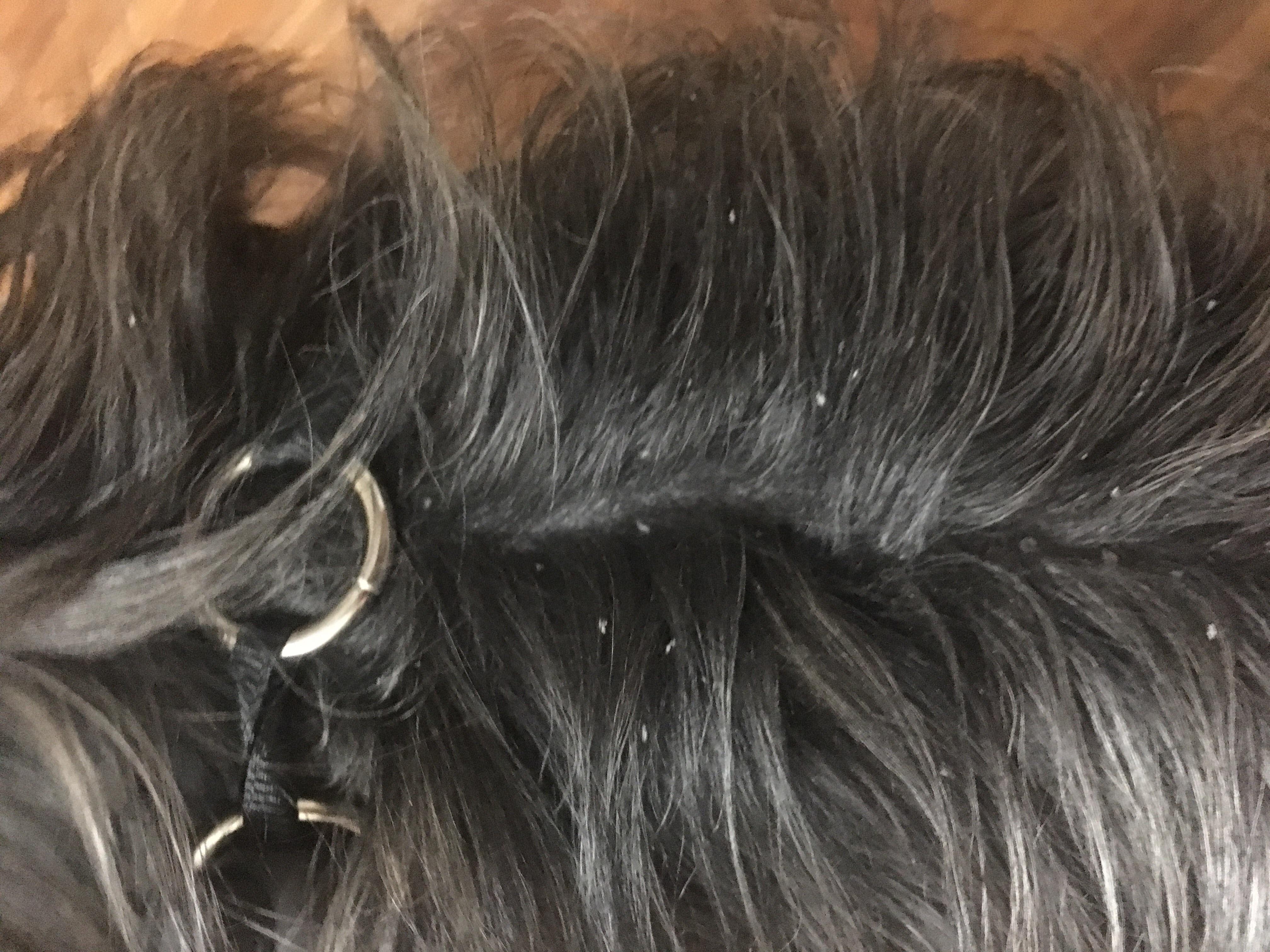 Is my Yorkie's hair loss and dandruff due to mange or mites? | Petco