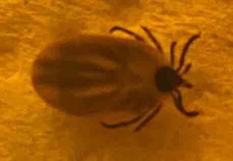 Dog fell, stumbling, twitching after tick. Is it a tick disease? | Petco