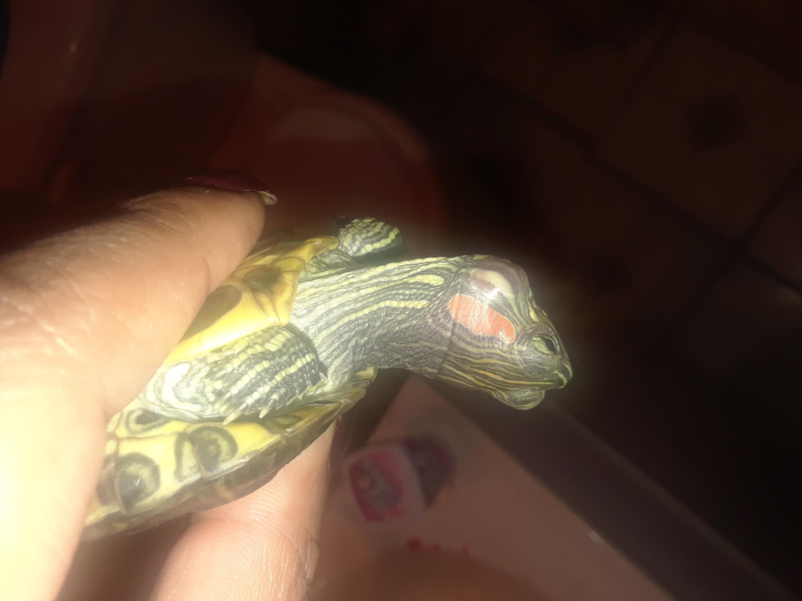 Turtle Neck Bump: Ear Infection or Abscess? Find Out Now | Petco