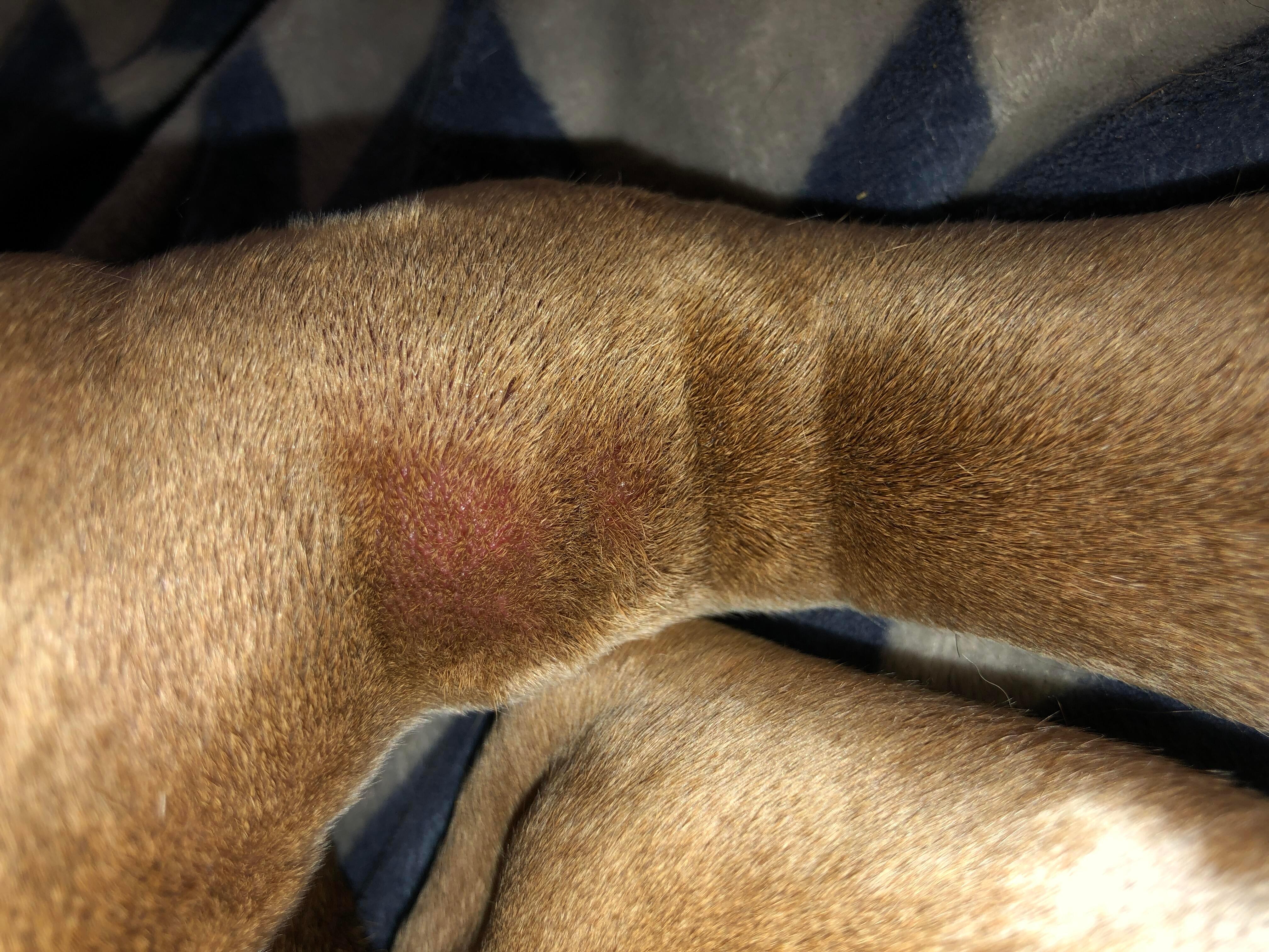 My Dog's Leg is Swollen: Is it Serious? What Should You Do? | Petco
