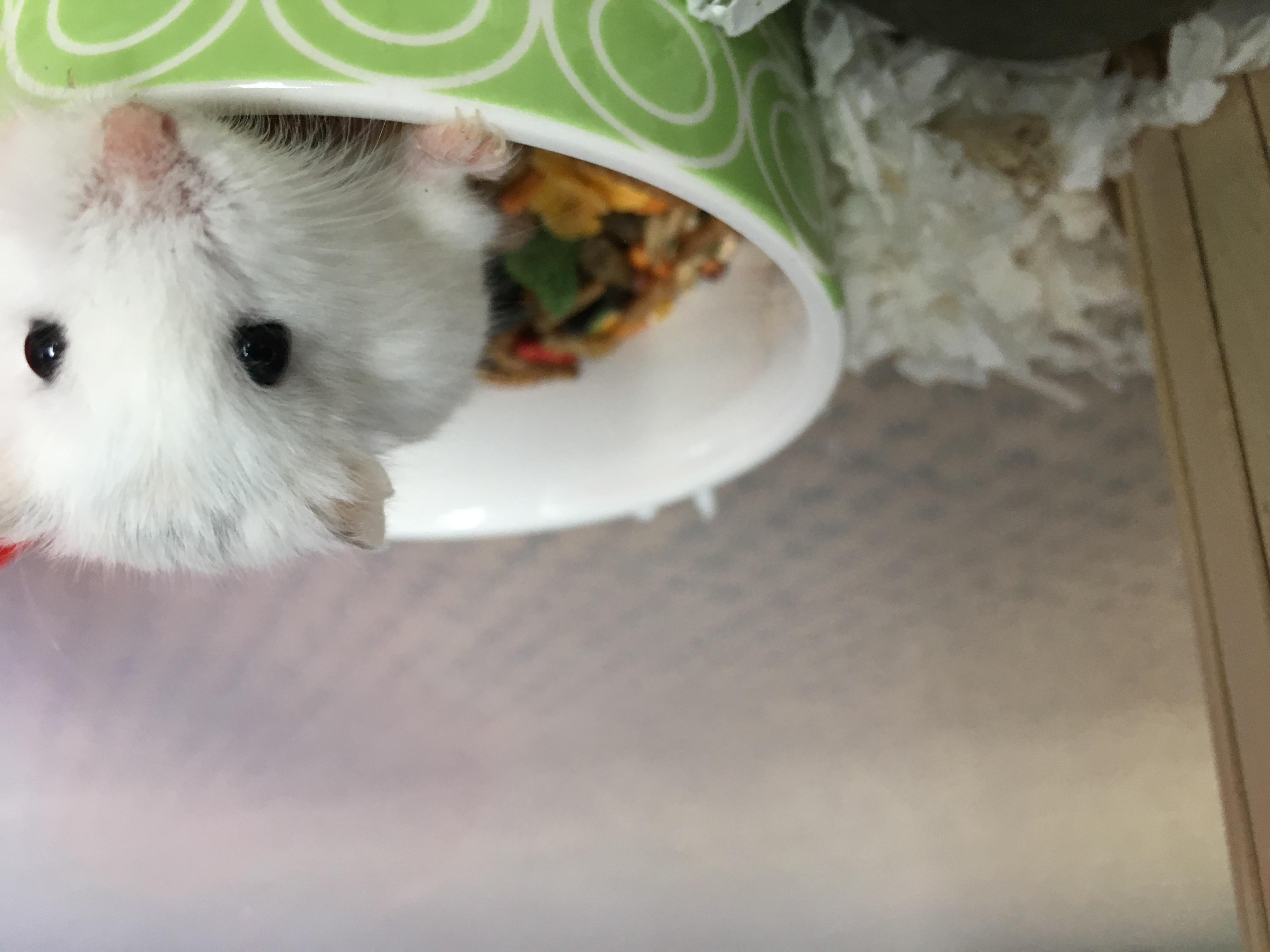 My Hamster Has Blood Near Anus: Causes & What To Do Now | Petco