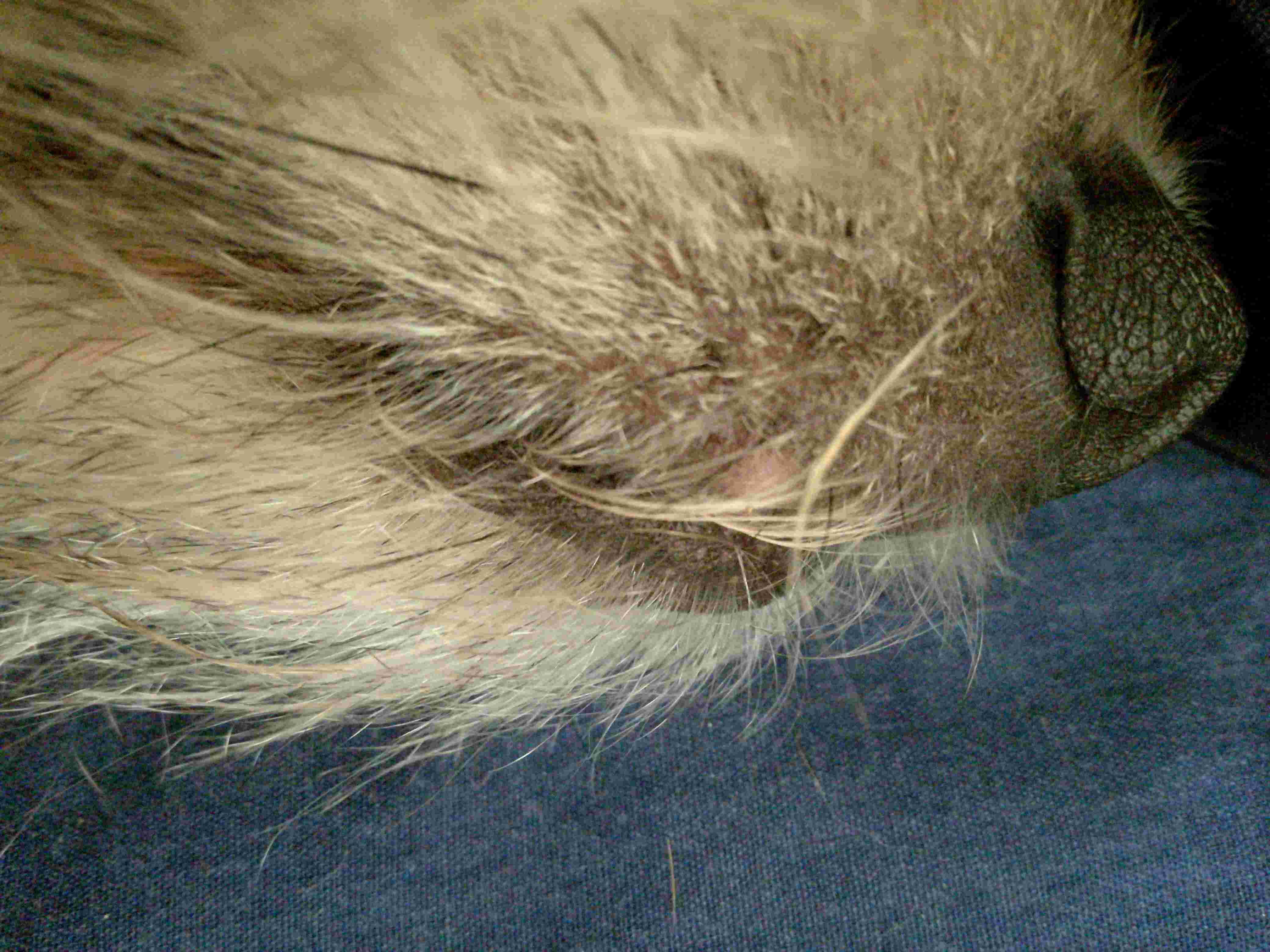 My dog has a red pimple in mouth? Could a plant be the cause? | Petco