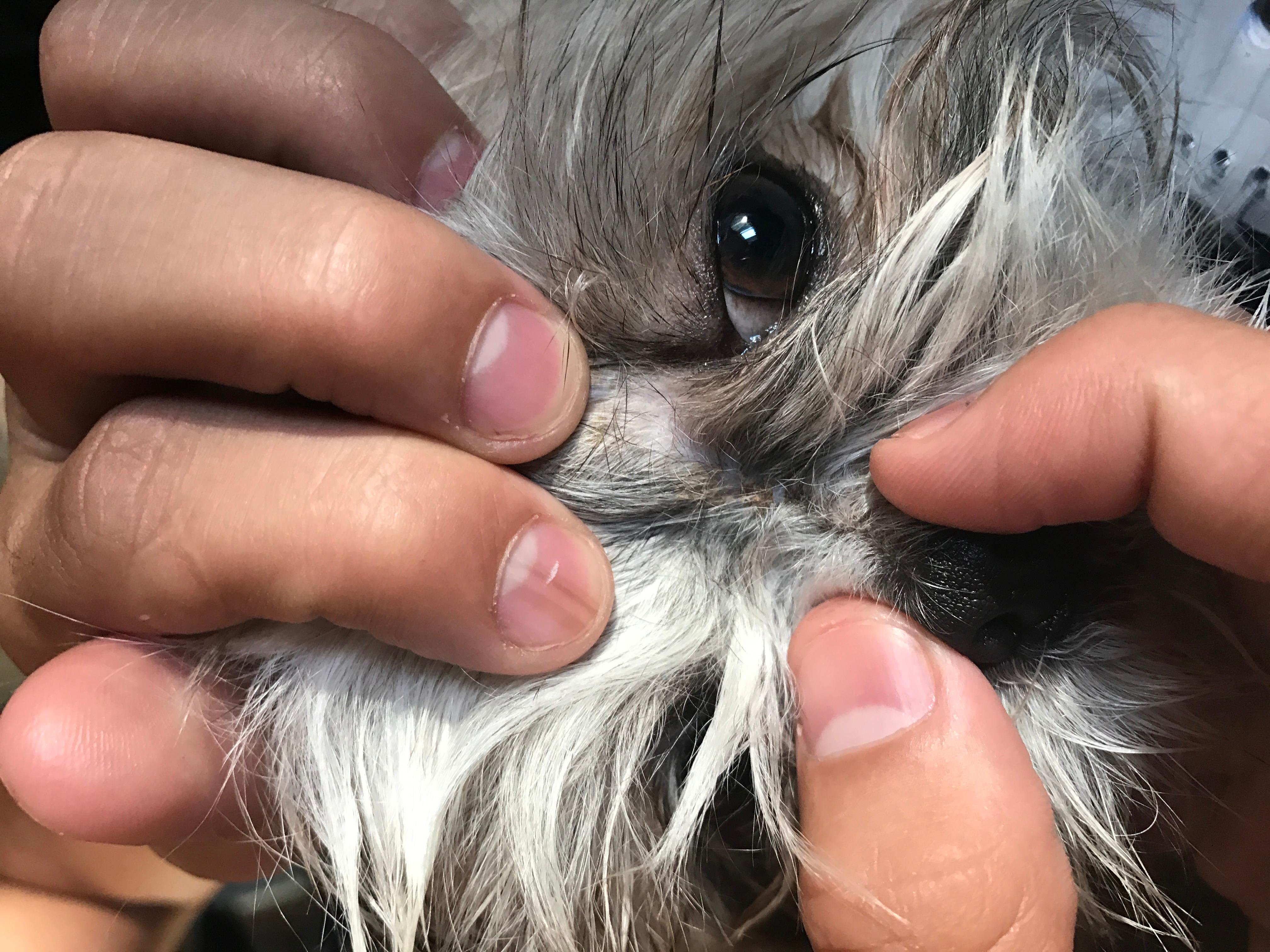 Dog Has Hard Yellow Scabs on Nose & Head? Find Causes & Treatment | Petco