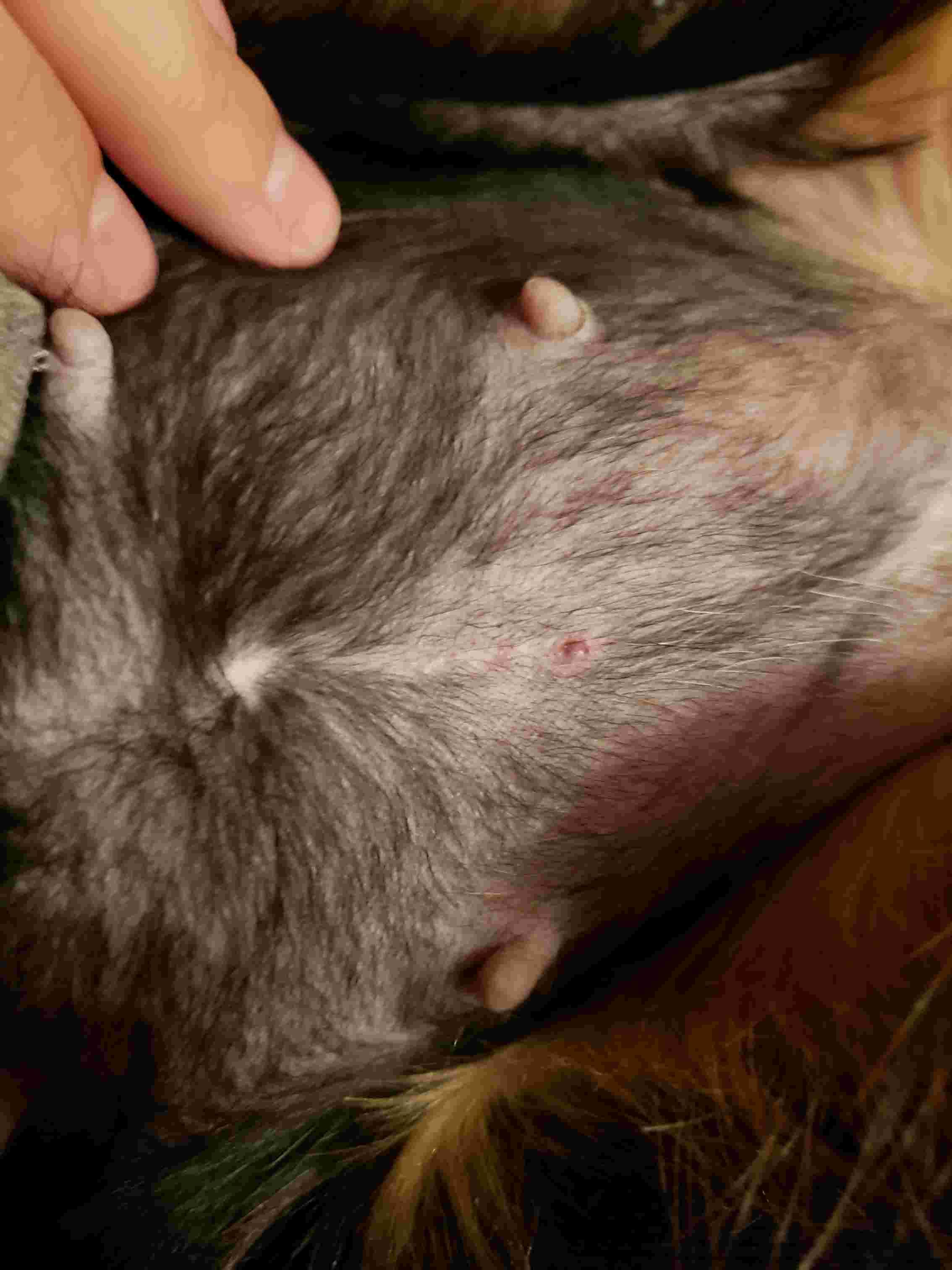 Dog has bump near spay incision? Is it a dissolving stitch? | Petco