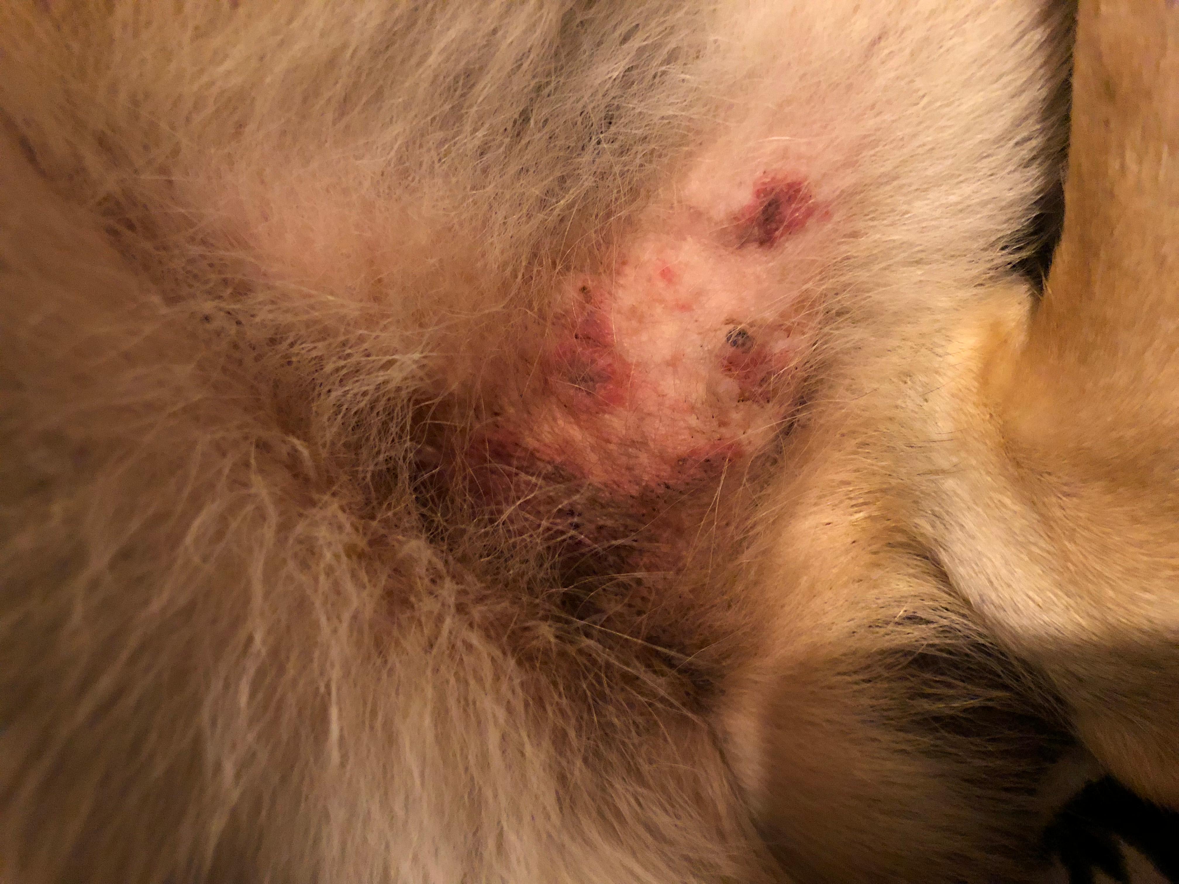 My dog has a rash around his groin: Causes & what to do? | Petco